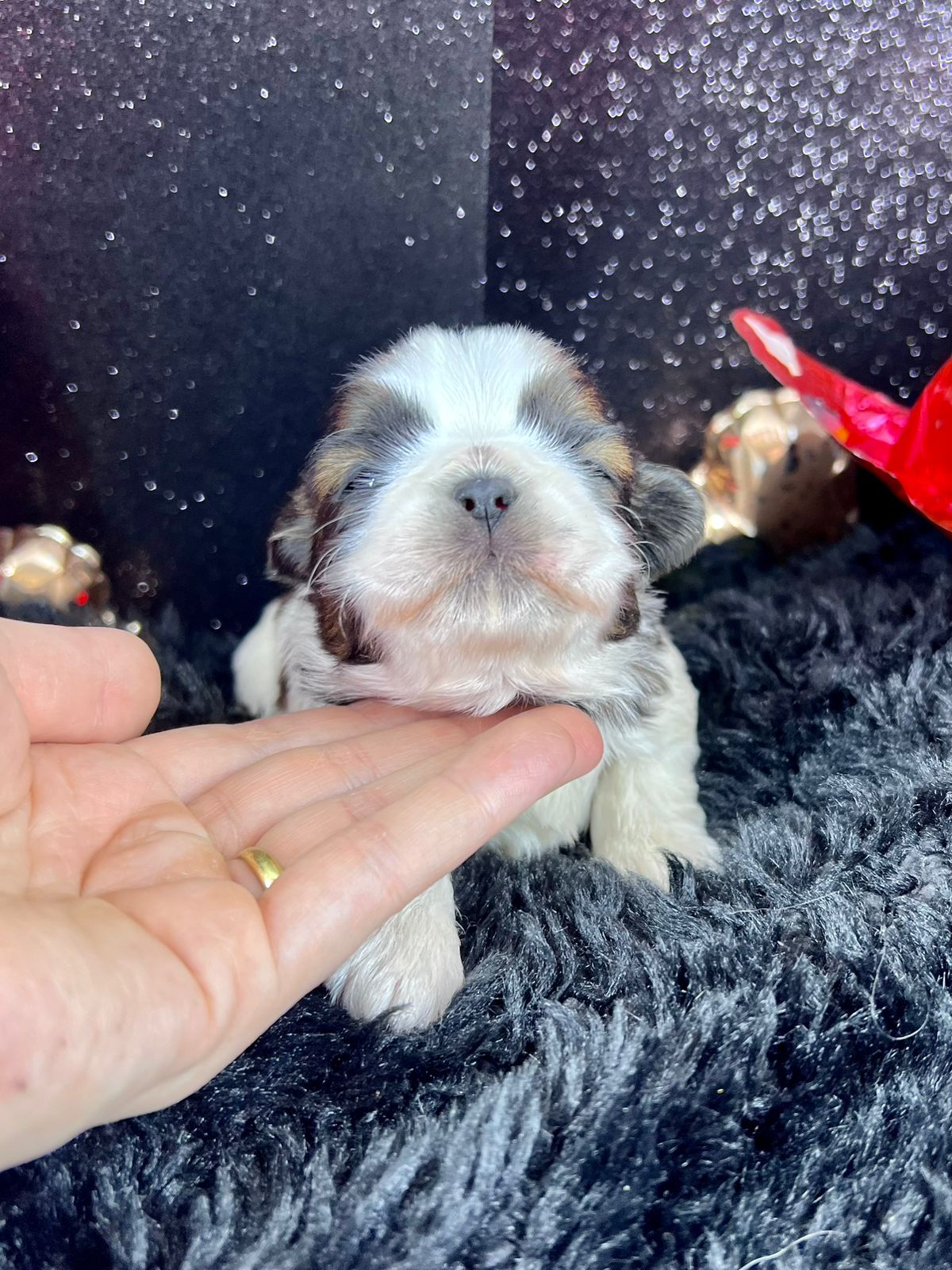 Filhotes – Shih-tzu – Filhotes da Serra