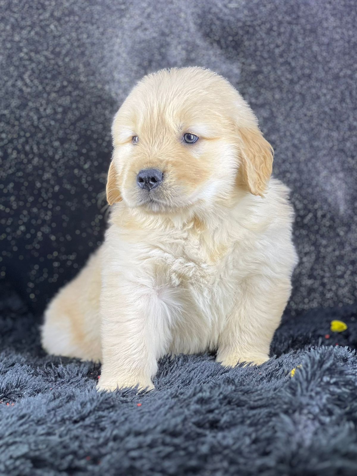 Filhotes – Golden Retriever – Filhotes da Serra