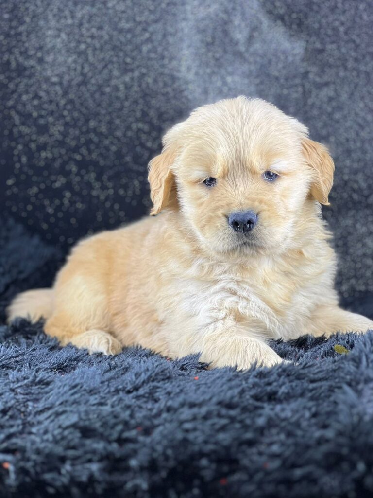 Filhotes – Golden Retriever – Filhotes da Serra