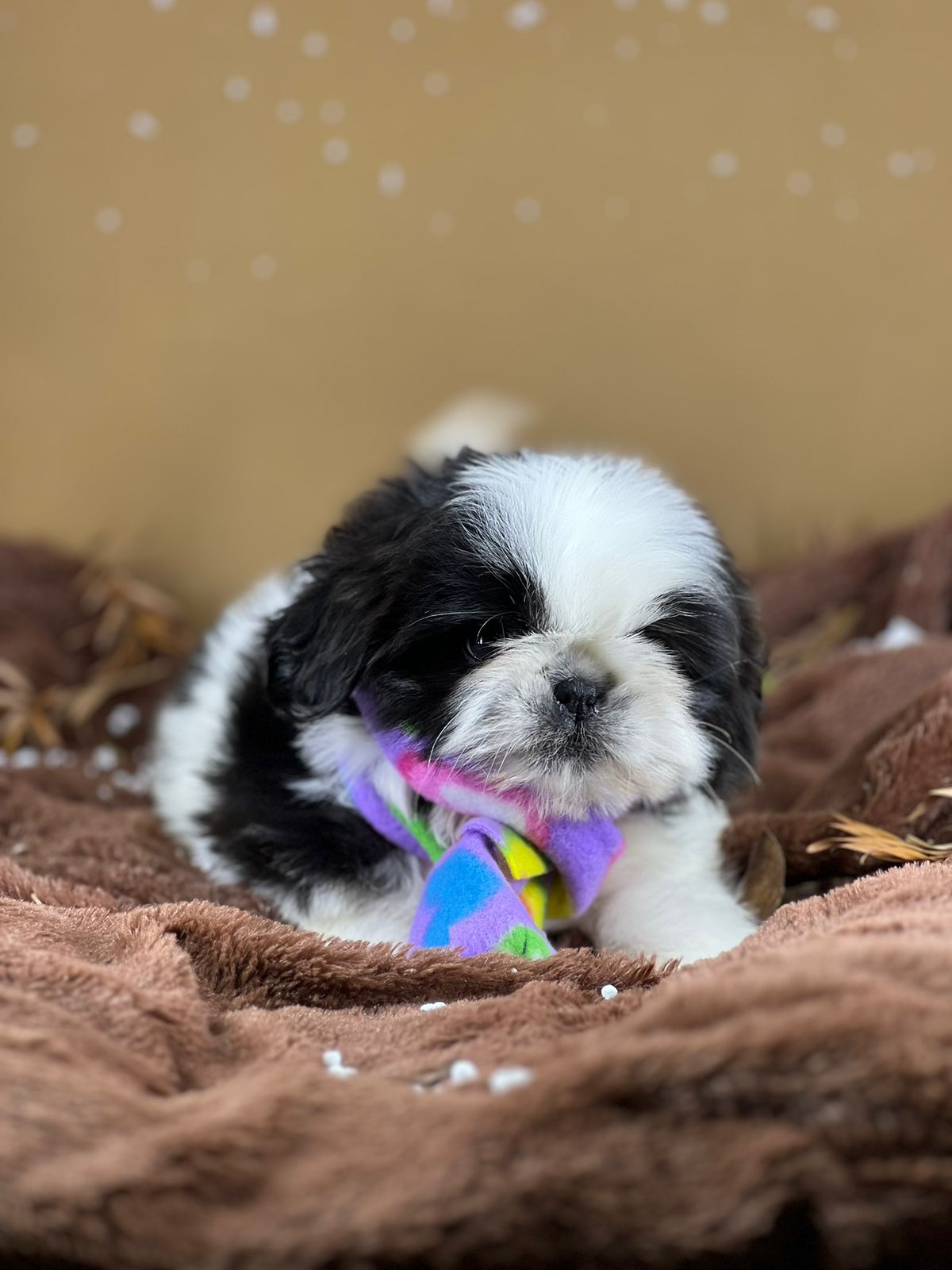 Filhotes – Shih-tzu – Filhotes da Serra