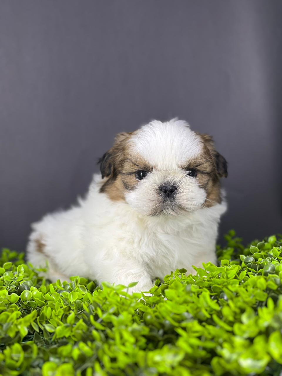 Filhotes – Shih-tzu – Filhotes da Serra