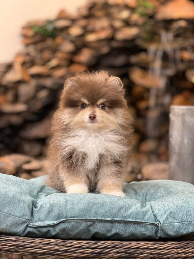 Filhotes – Spitz Alemão – Filhotes da Serra