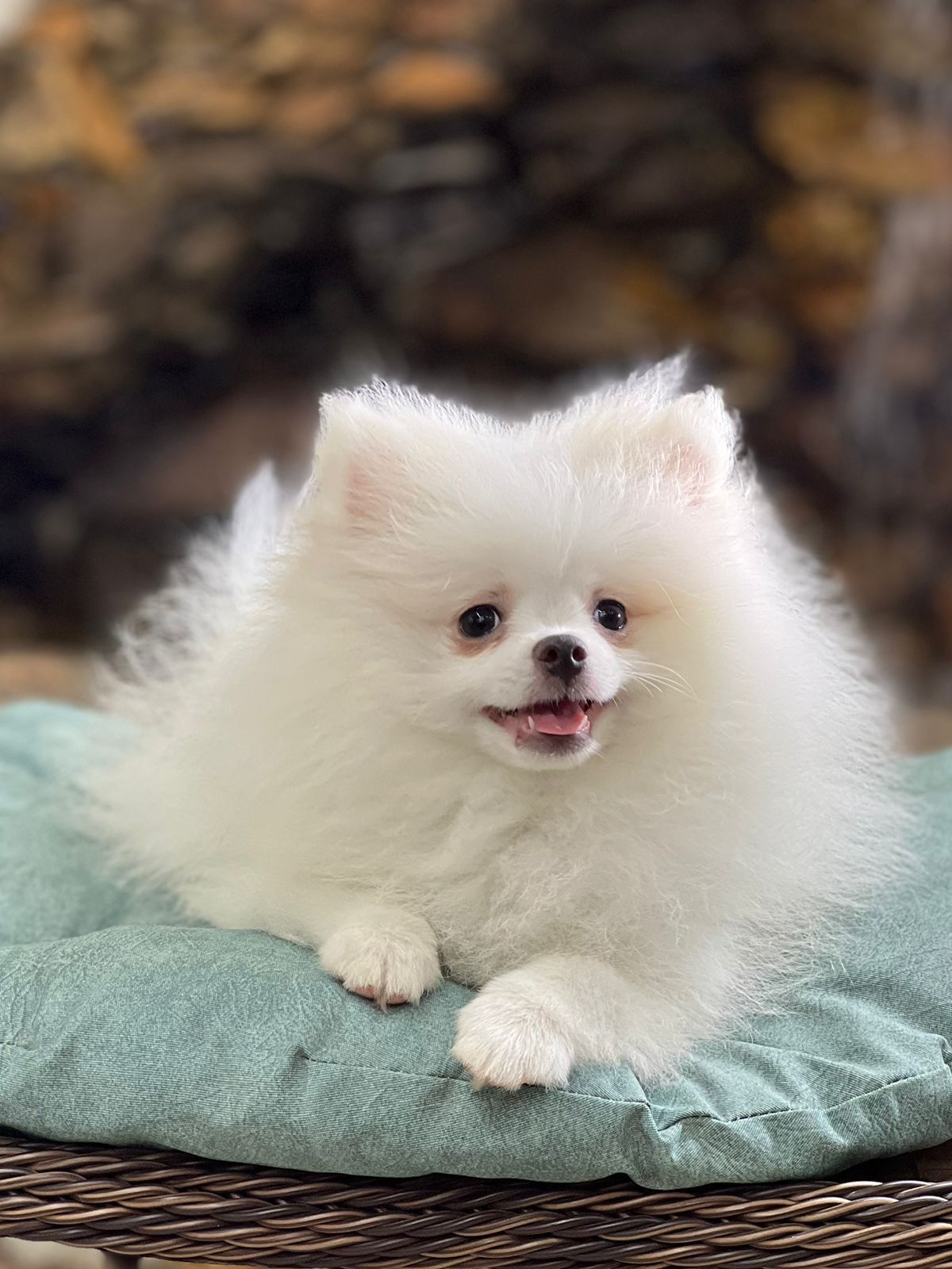 Filhotes – Spitz Alemão – Filhotes da Serra