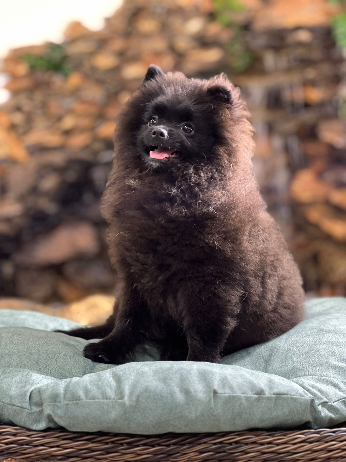 Filhotes – Spitz Alemão – Filhotes da Serra