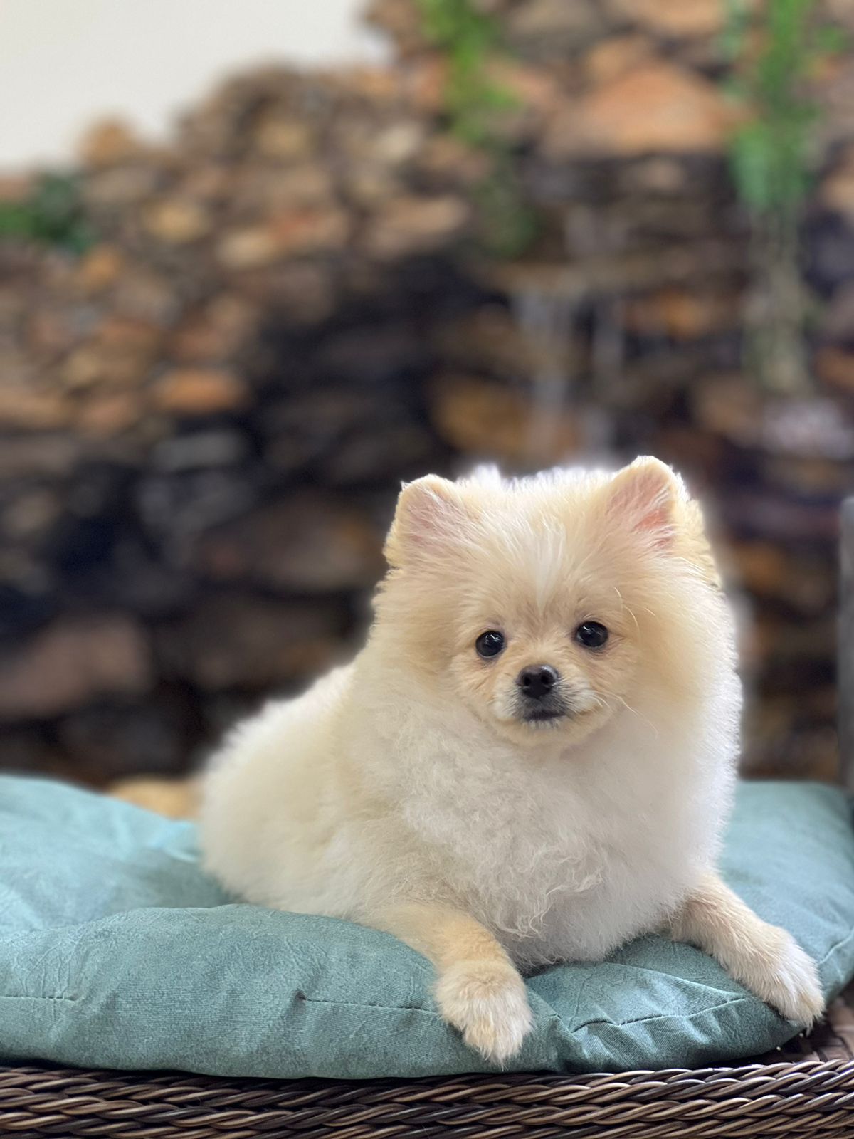 Filhotes – Spitz Alemão – Filhotes da Serra