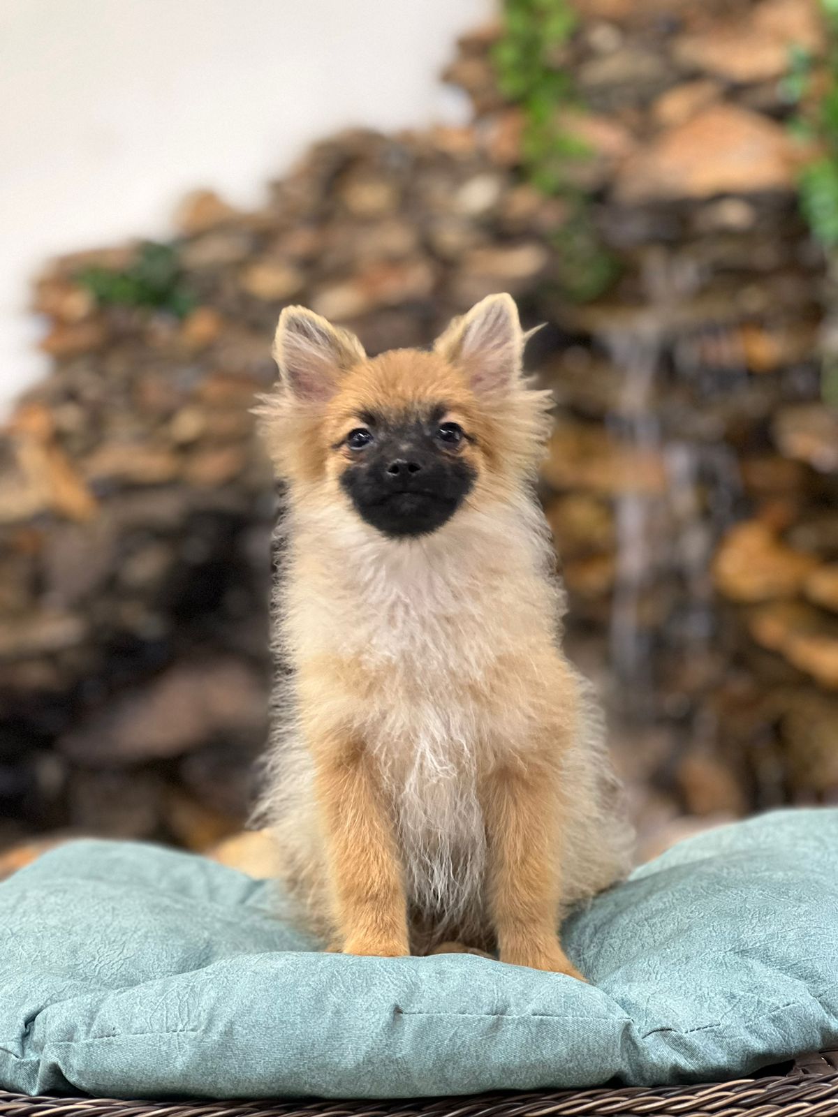 Filhotes – Spitz Alemão – Filhotes da Serra