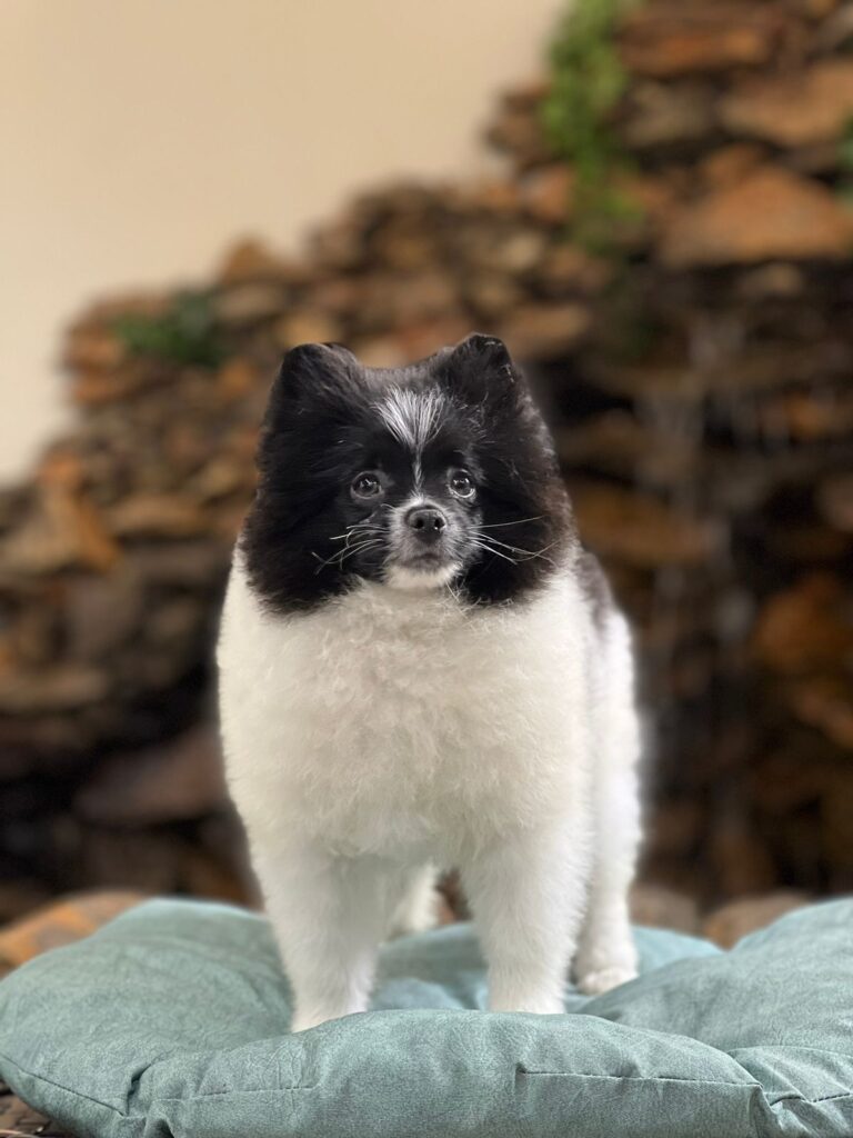 Filhotes – Spitz Alemão – Filhotes da Serra