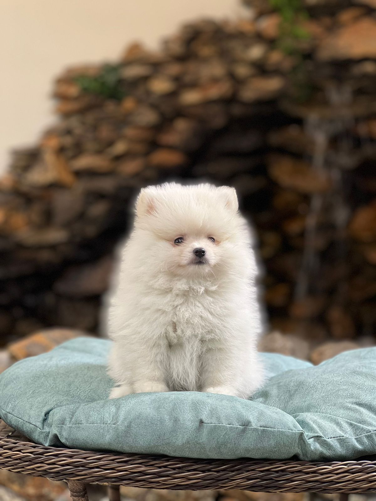 Filhotes – Spitz Alemão – Filhotes da Serra