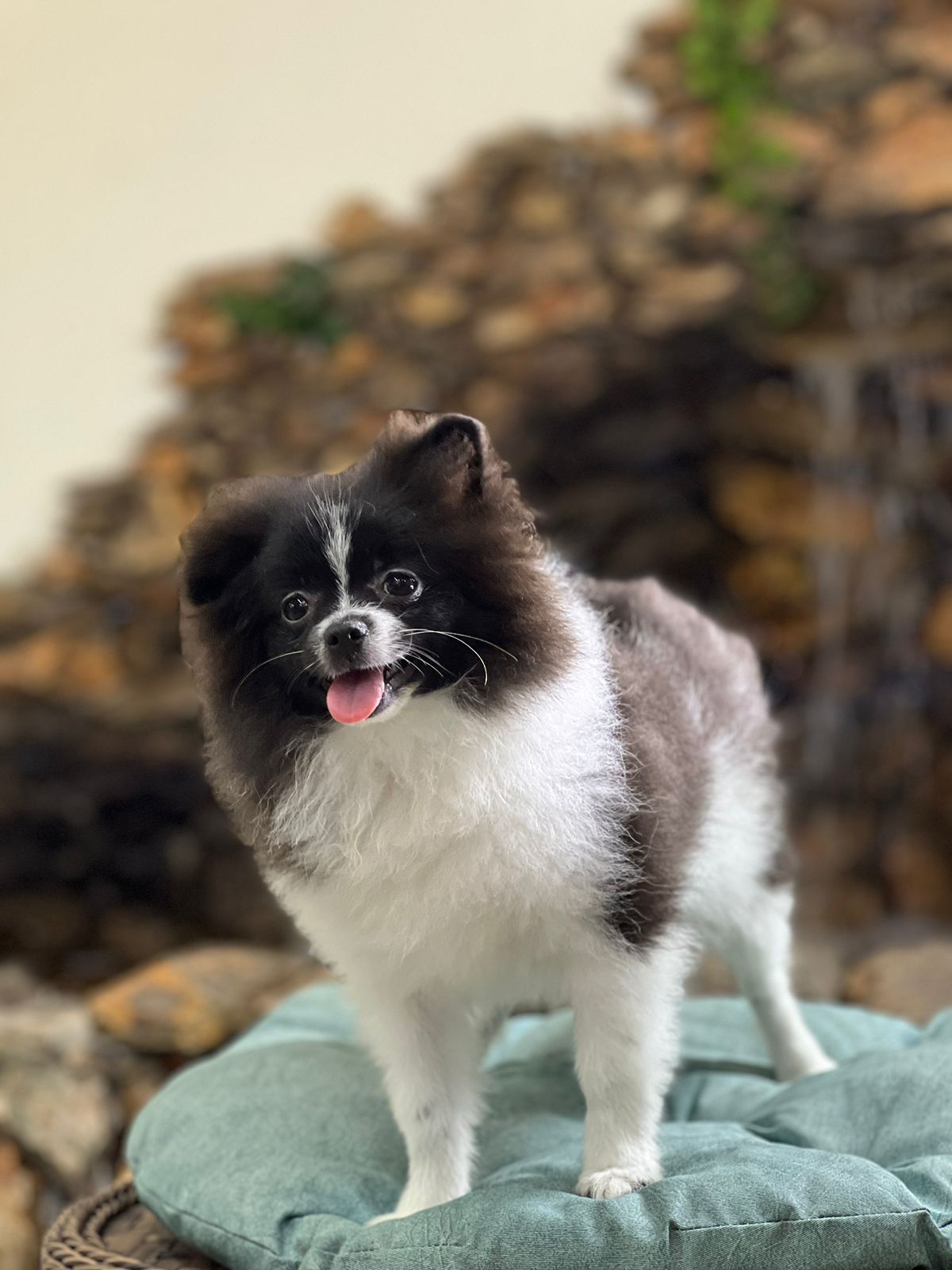 Filhotes – Spitz Alemão – Filhotes da Serra