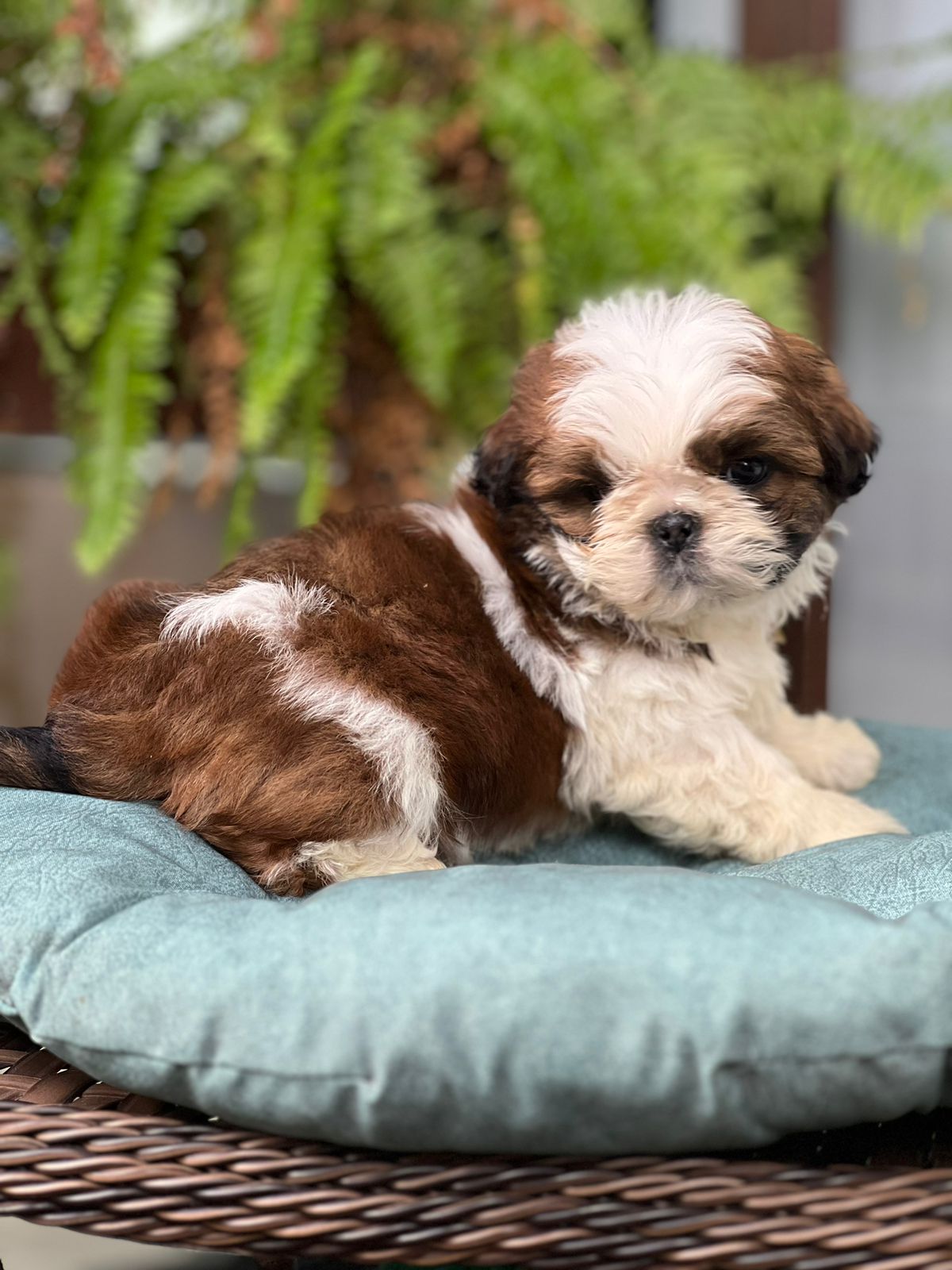 Filhotes – Shih-tzu – Filhotes da Serra