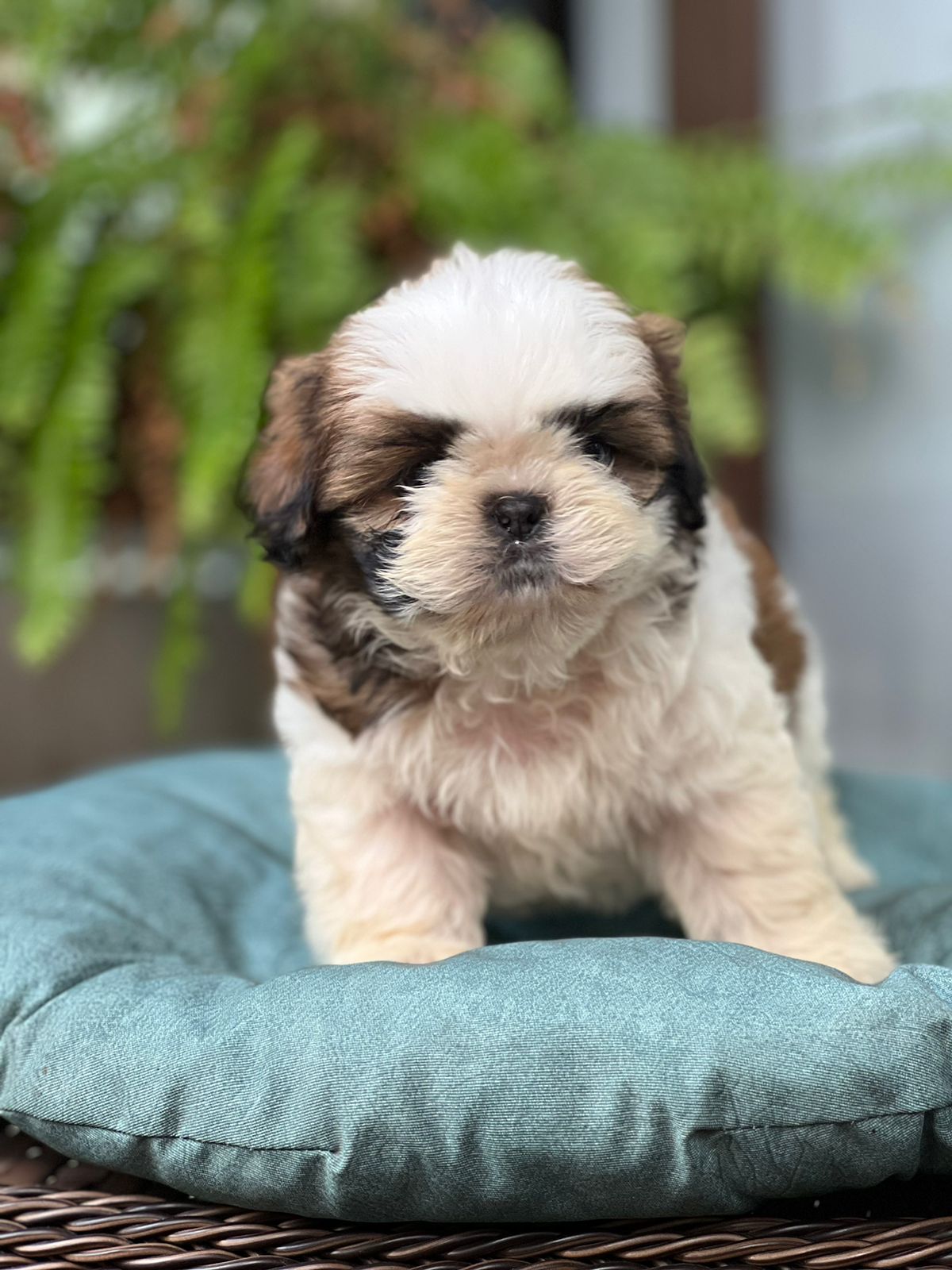 Filhotes – Shih-tzu – Filhotes da Serra