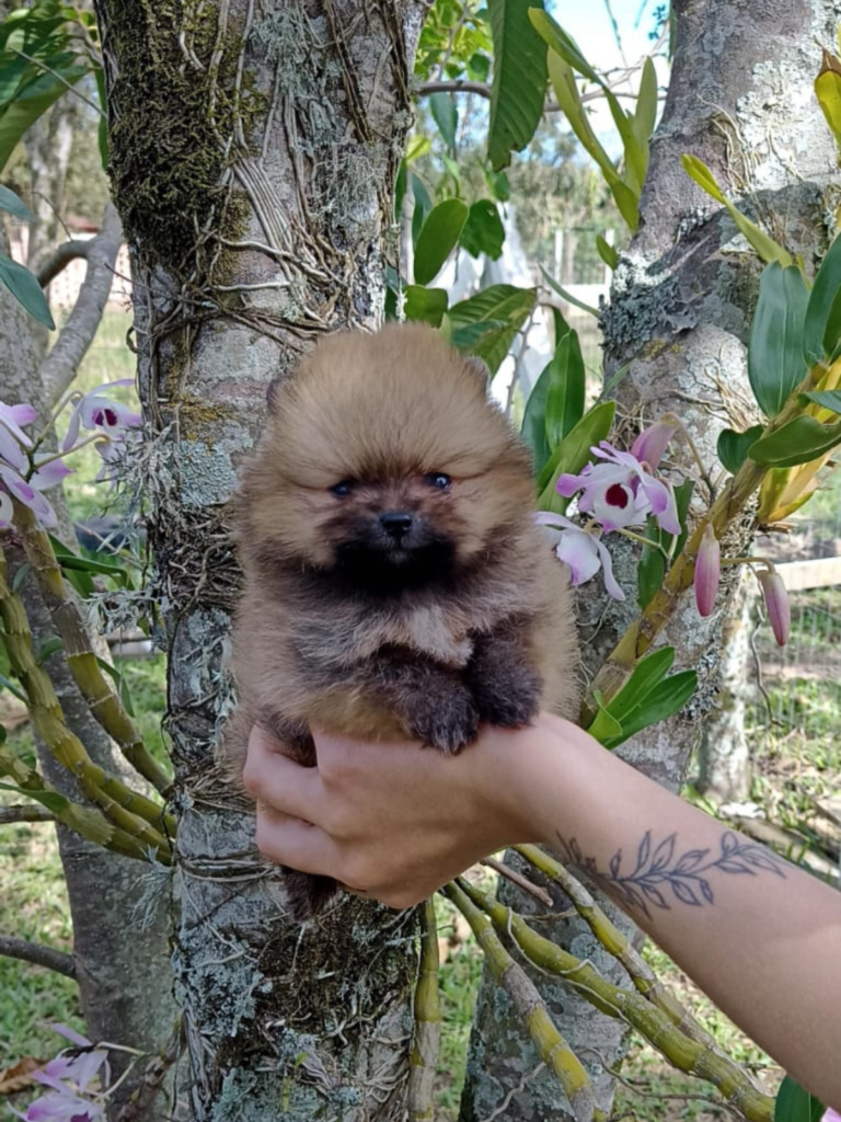 Filhotes – Spitz Alemão – Filhotes da Serra