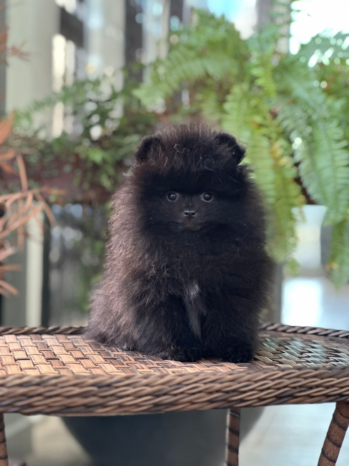 Filhotes – Spitz Alemão – Filhotes da Serra