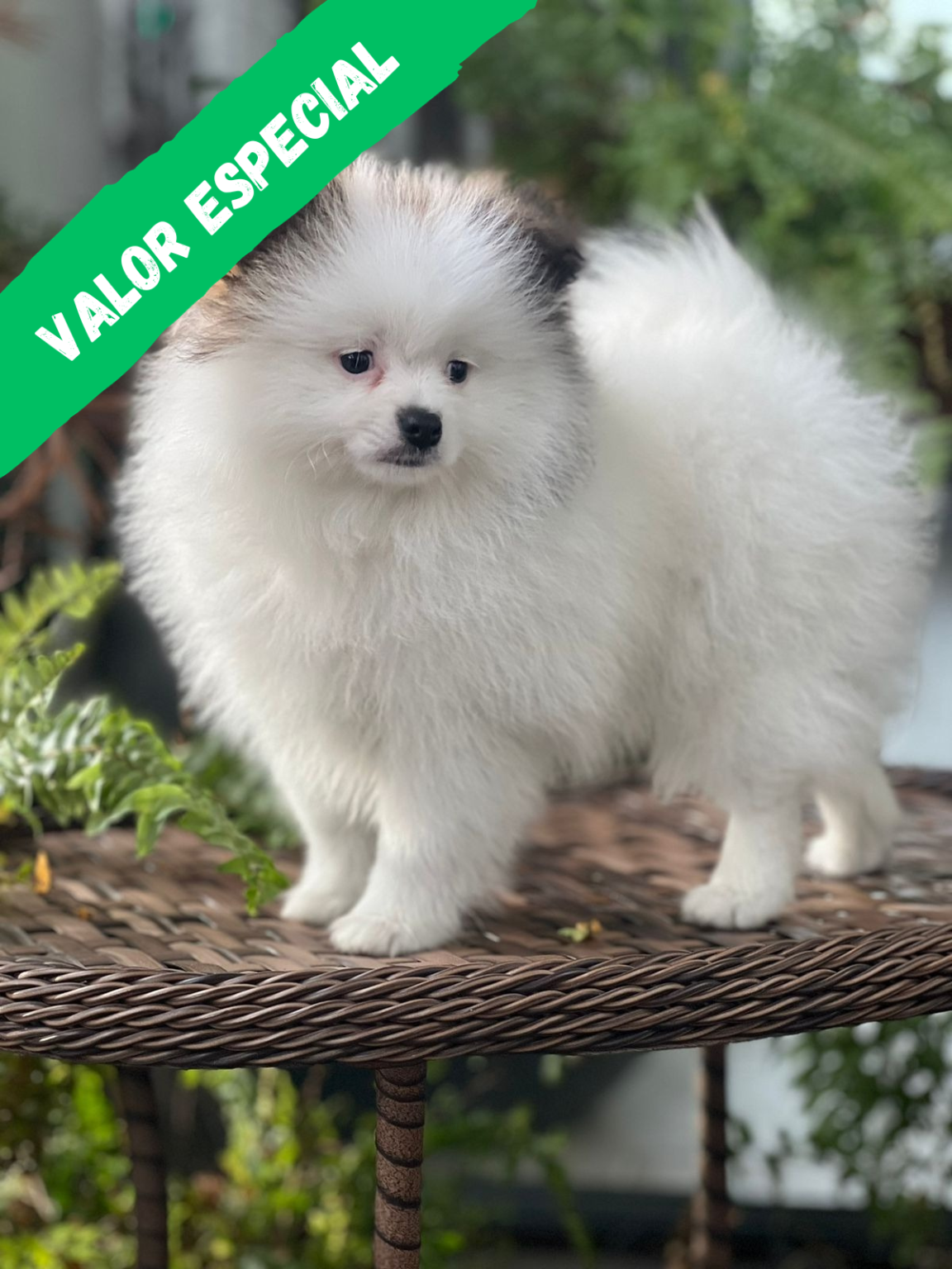 Filhotes – Spitz Alemão – Filhotes da Serra