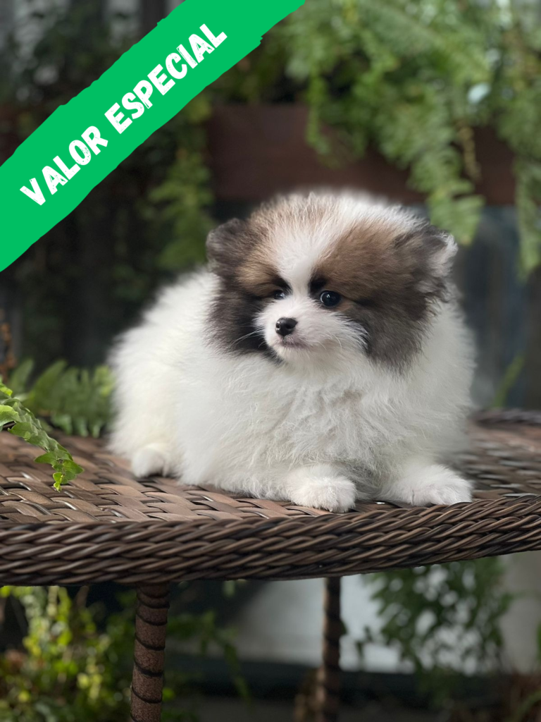 Filhotes – Spitz Alemão – Filhotes da Serra