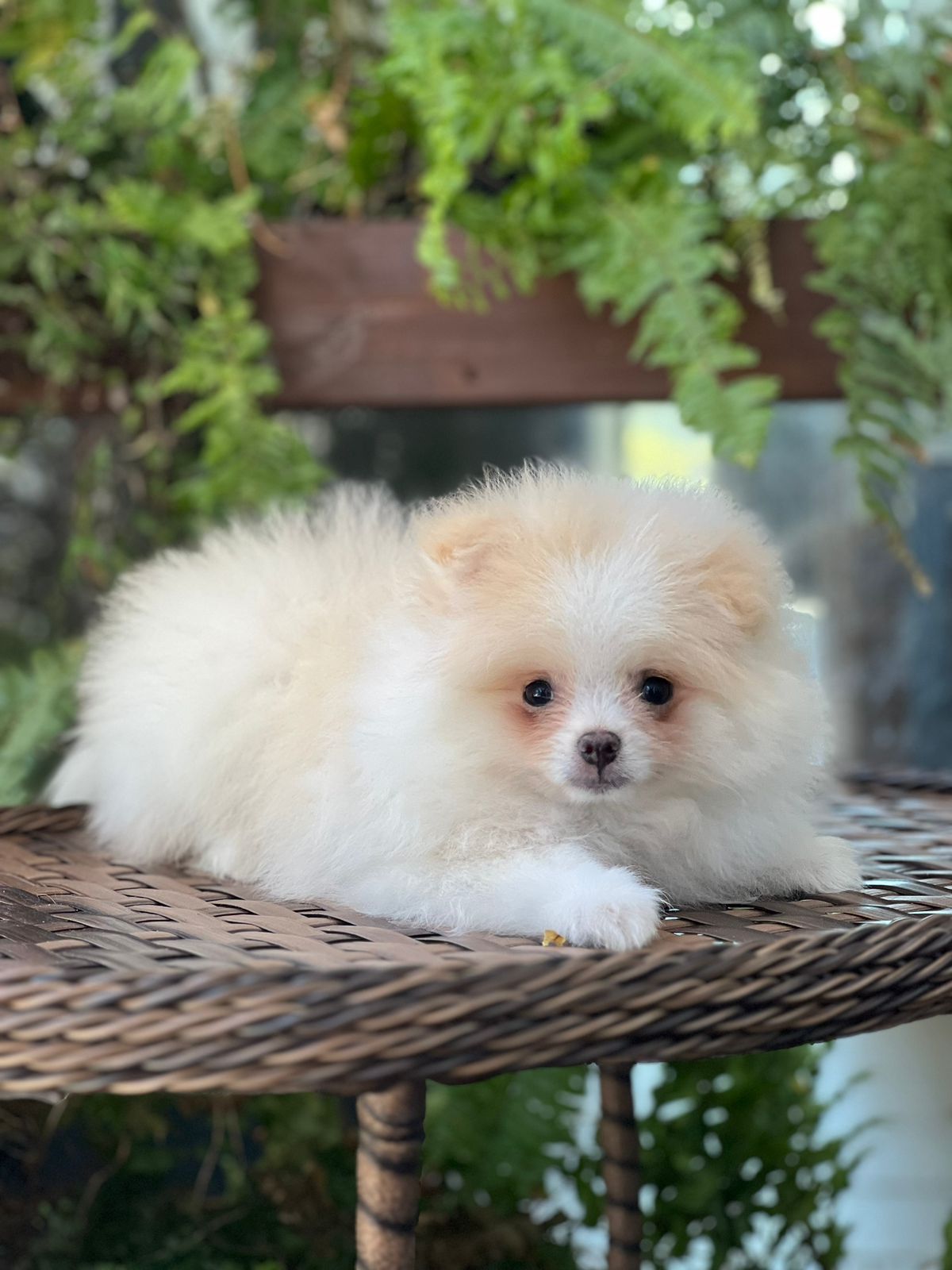 Filhotes – Spitz Alemão – Filhotes da Serra