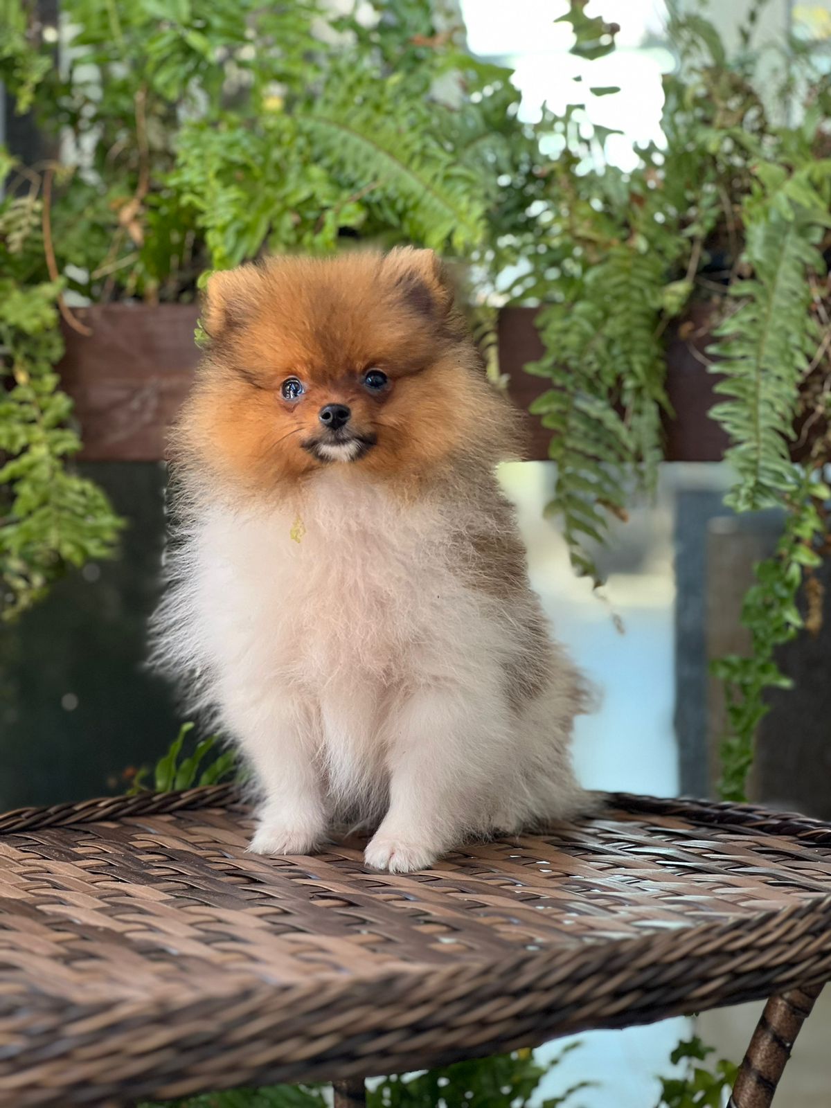 Filhotes – Spitz Alemão – Filhotes da Serra