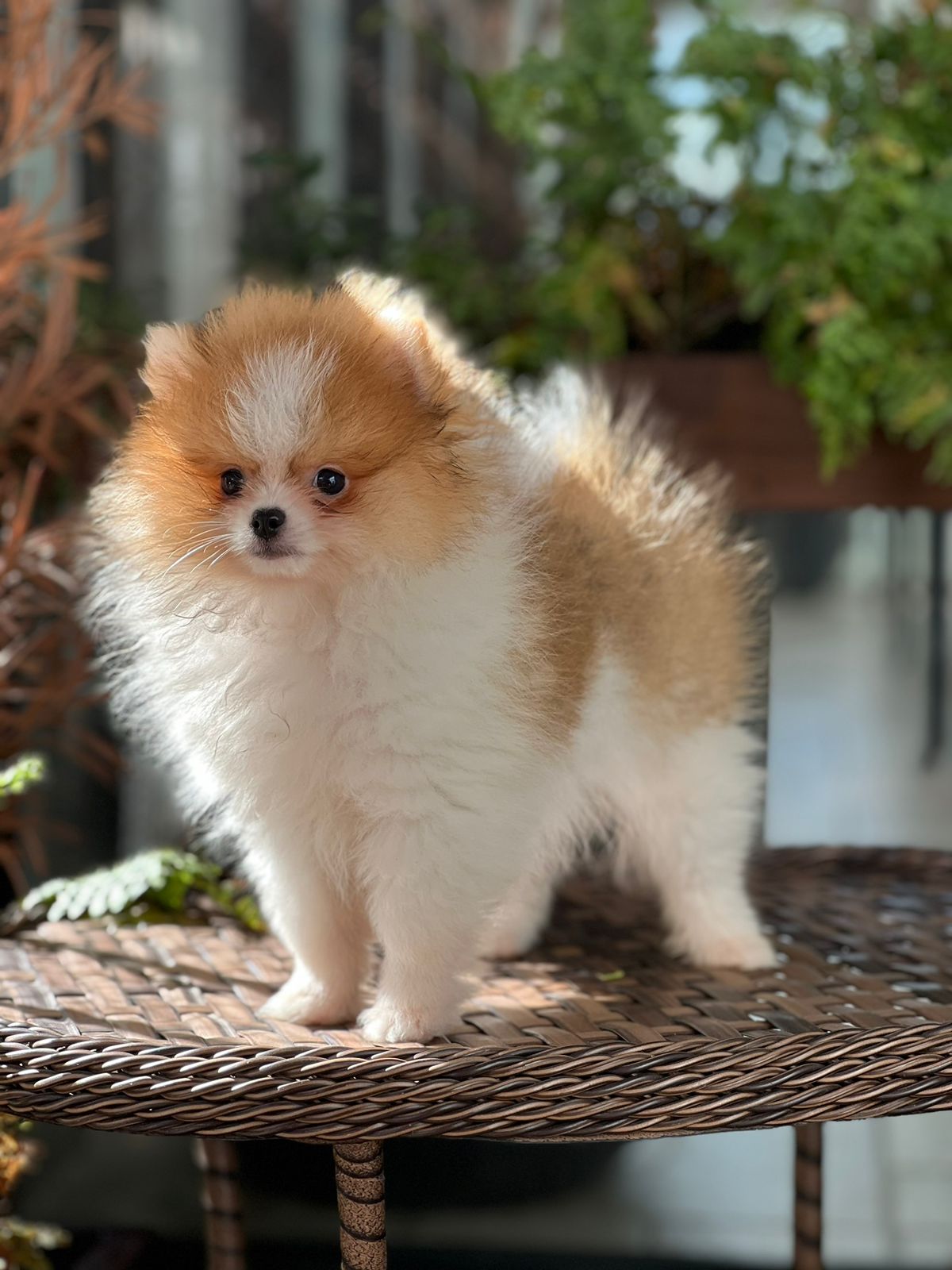 Filhotes – Spitz Alemão – Filhotes da Serra