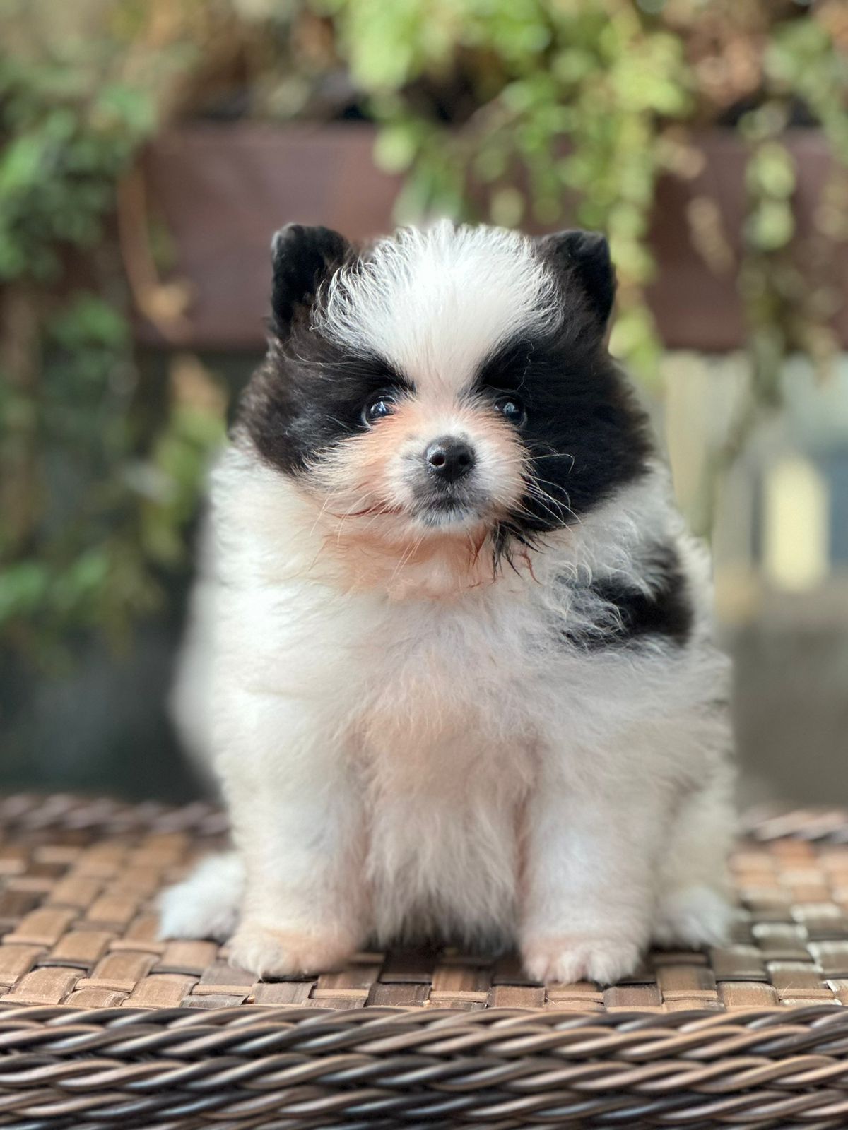 Filhotes – Spitz Alemão – Filhotes da Serra