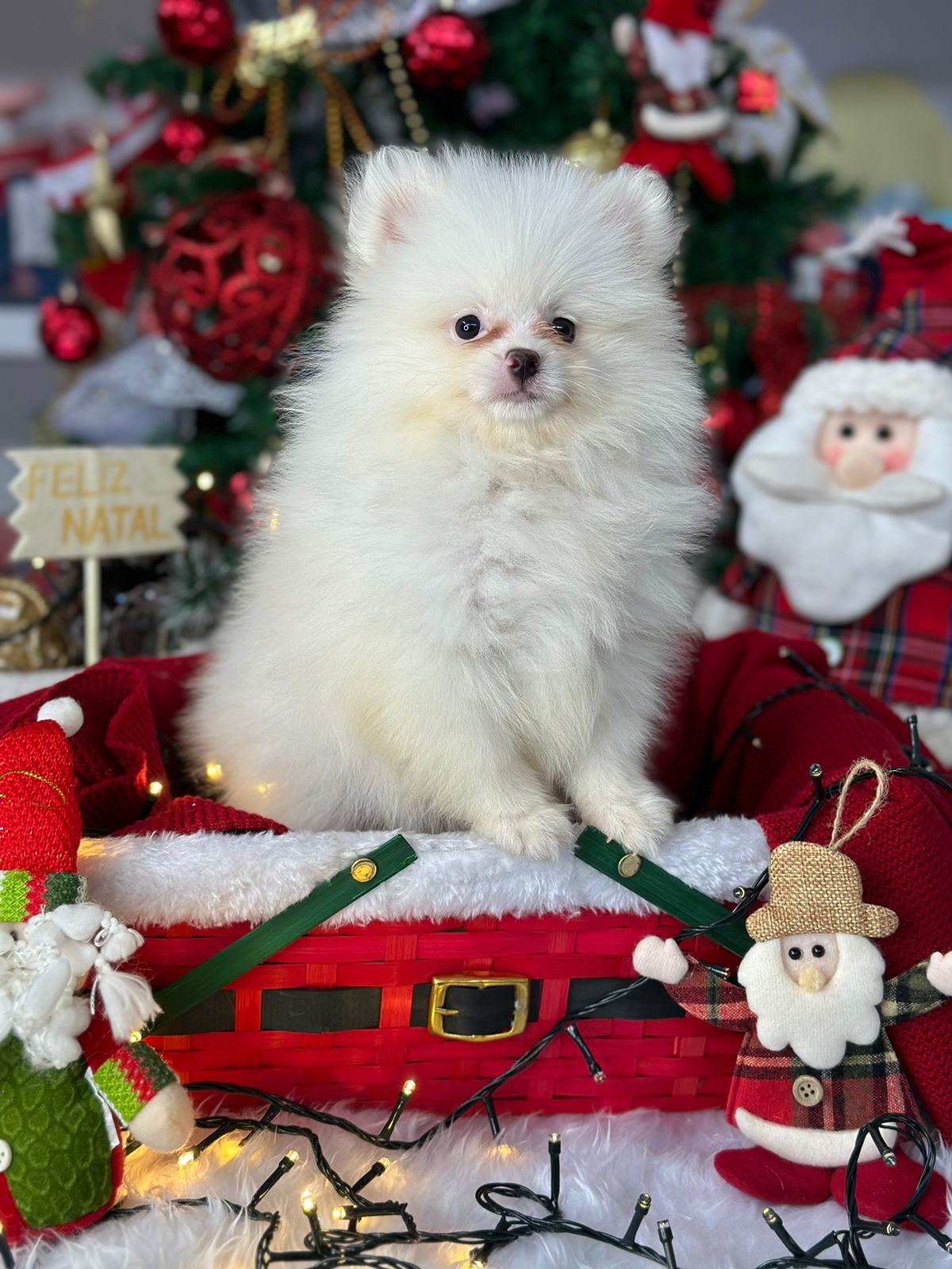 Filhotes – Spitz Alemão – Filhotes da Serra