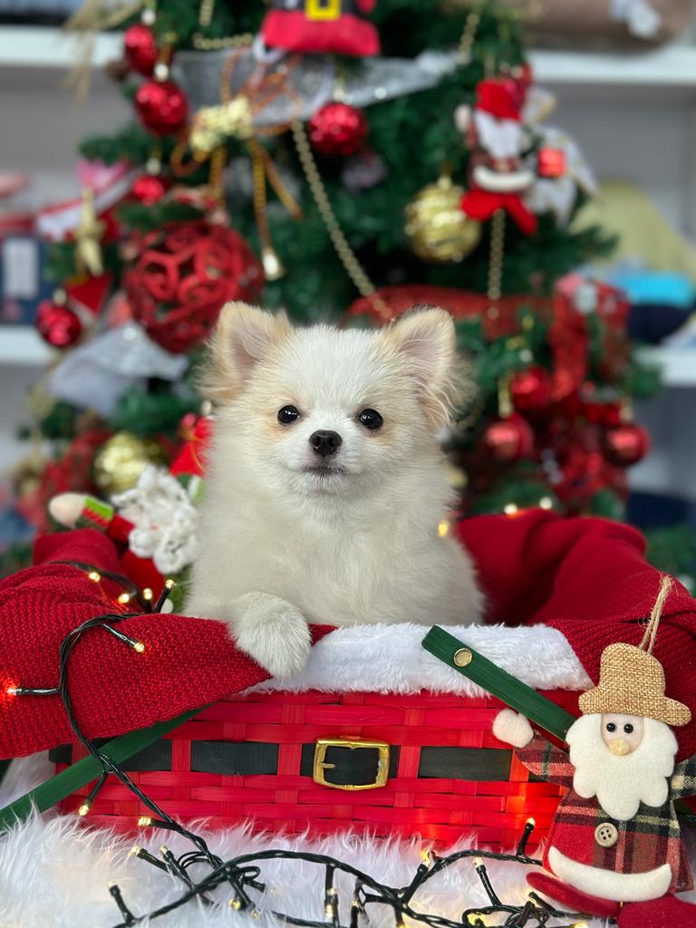 Filhotes – Spitz Alemão – Filhotes da Serra