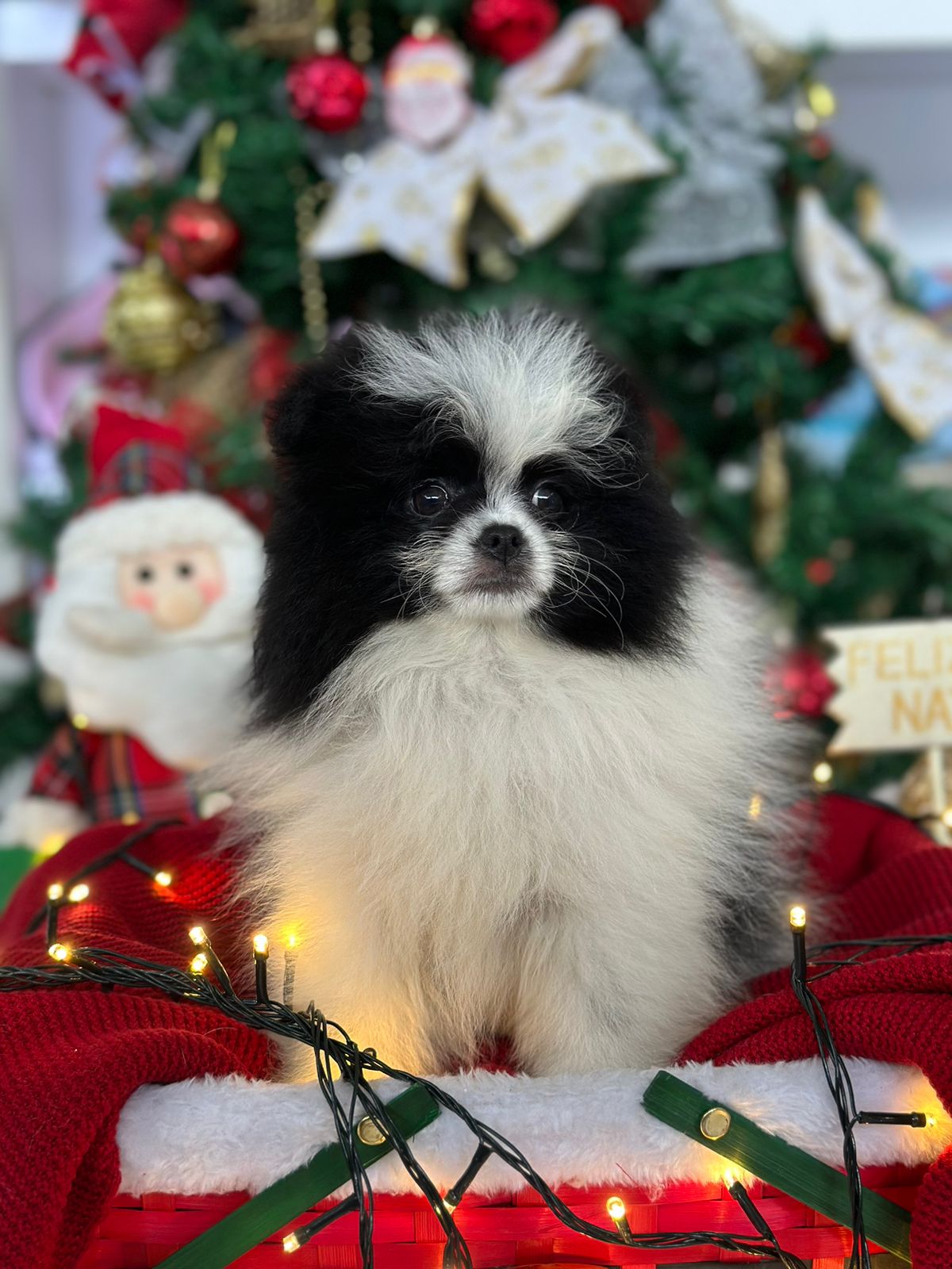 Filhotes – Spitz Alemão – Filhotes da Serra