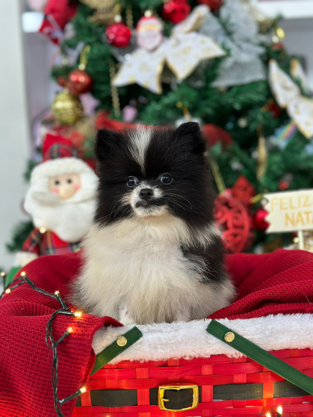 Filhotes – Spitz Alemão – Filhotes da Serra