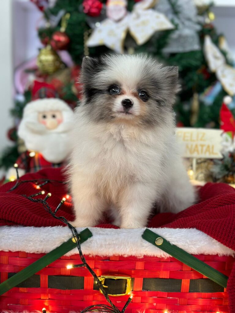 Filhotes – Spitz Alemão – Filhotes da Serra