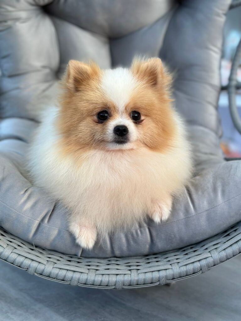 Filhotes – Spitz Alemão – Filhotes da Serra