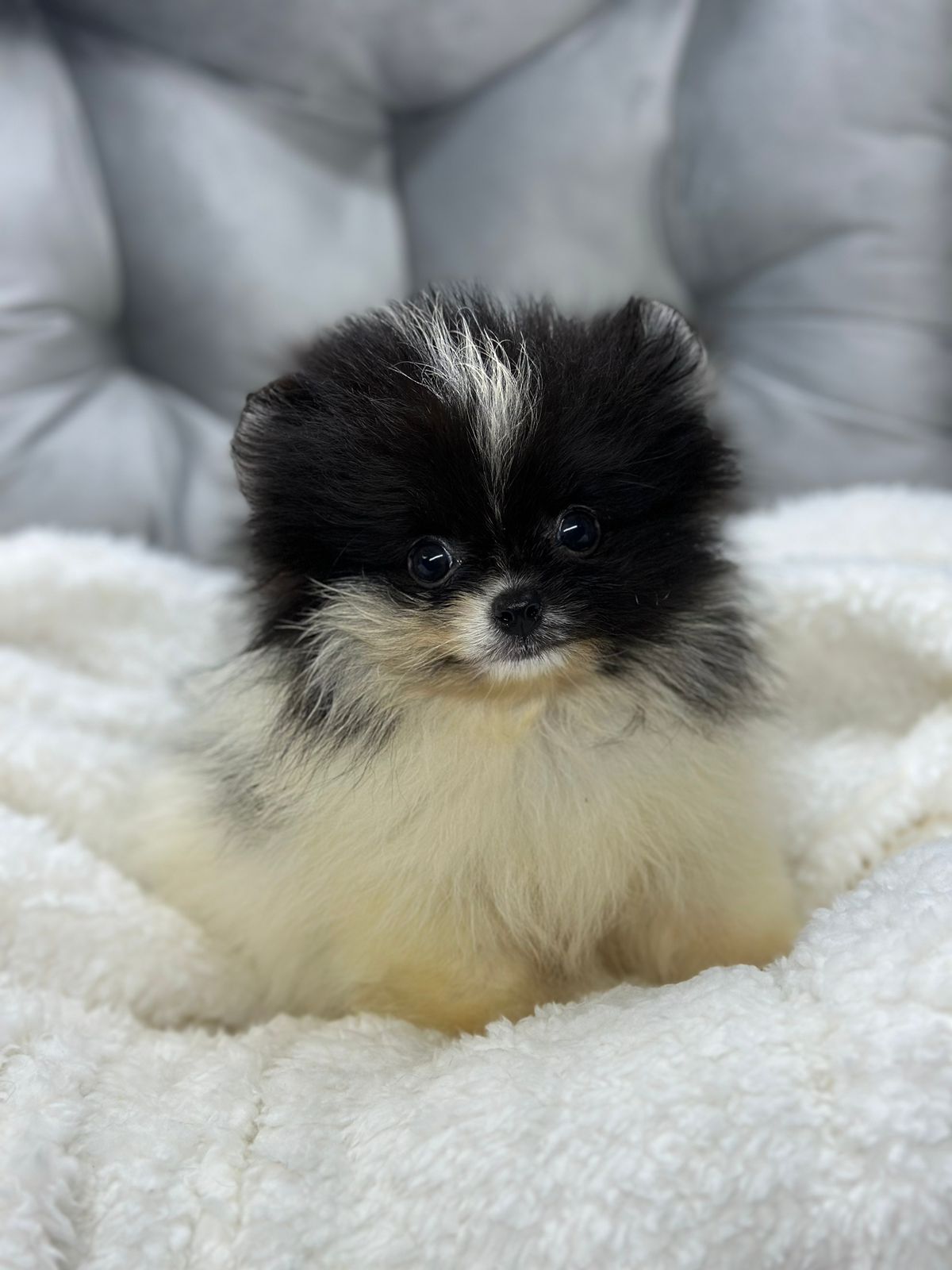 Filhotes – Spitz Alemão – Filhotes da Serra