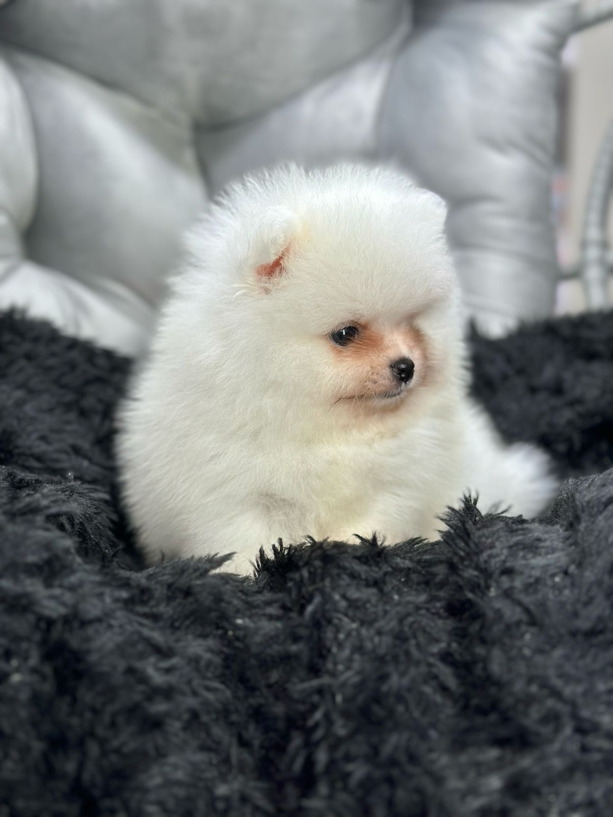 Filhotes – Spitz Alemão – Filhotes da Serra