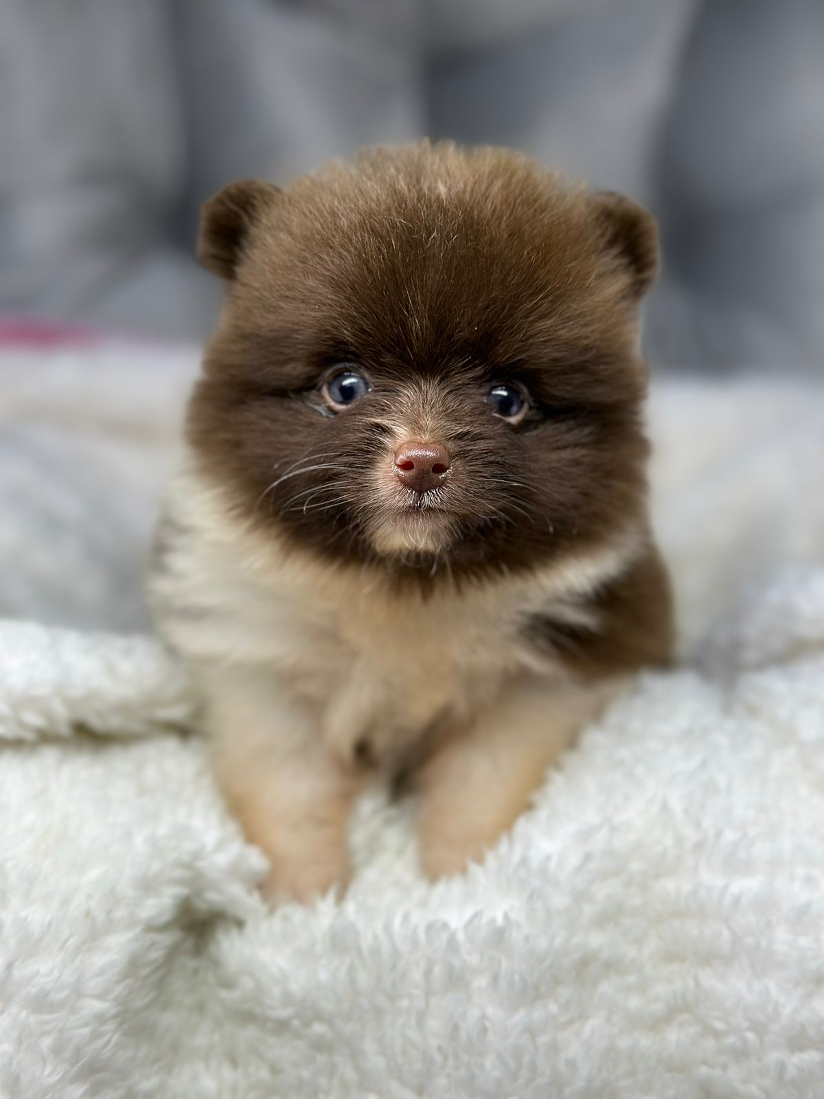 Filhotes – Spitz Alemão – Filhotes da Serra