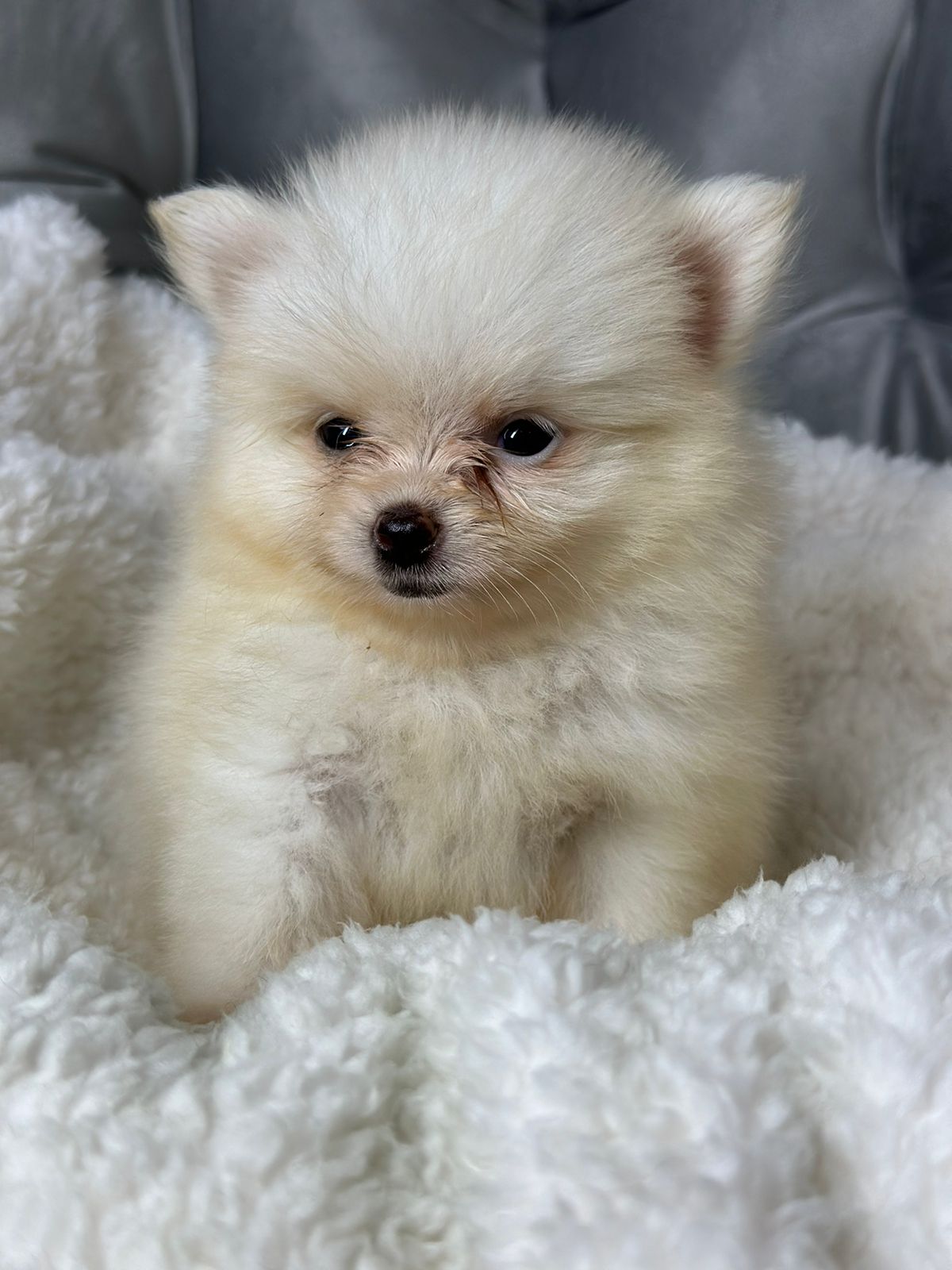 Filhotes – Spitz Alemão – Filhotes da Serra