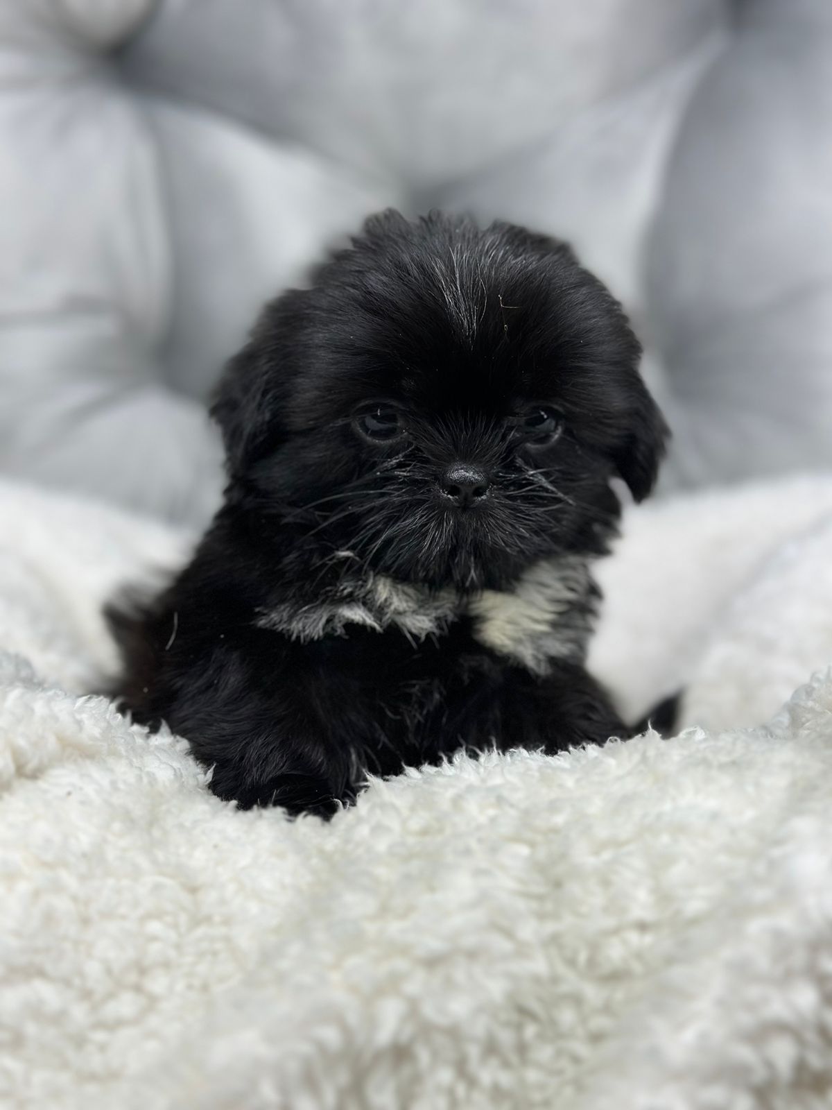 Filhotes – Shih-tzu – Filhotes da Serra