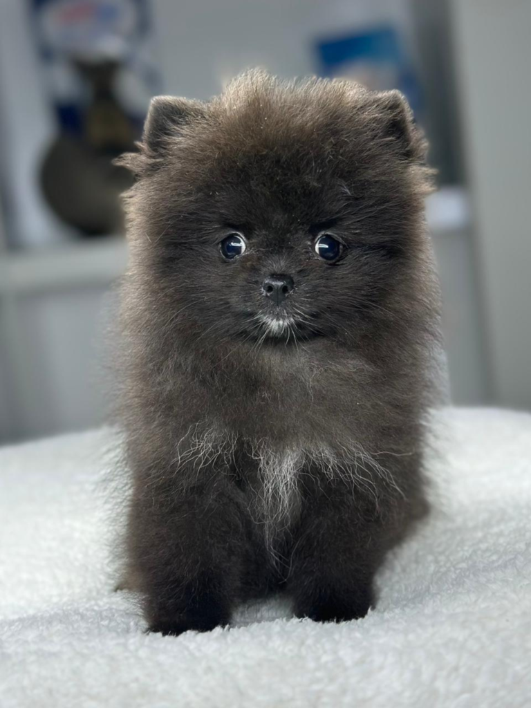 Filhotes – Spitz Alemão – Filhotes da Serra