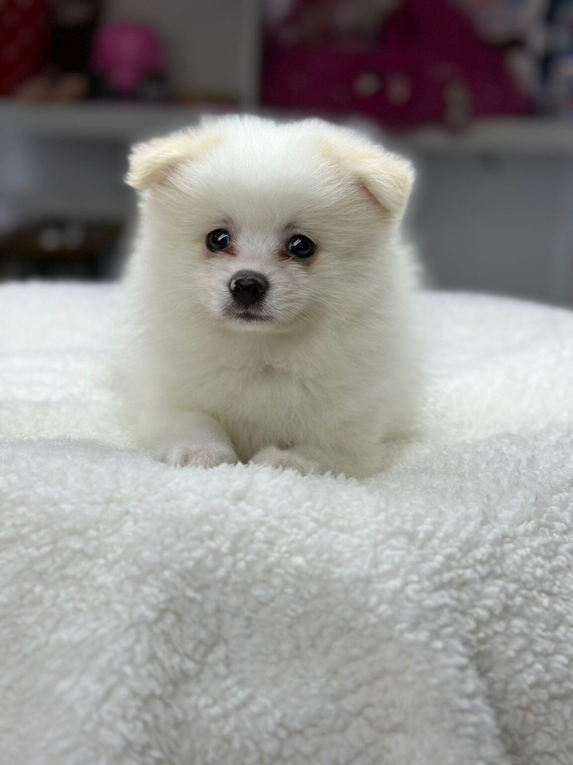 Filhotes – Spitz Alemão – Filhotes da Serra