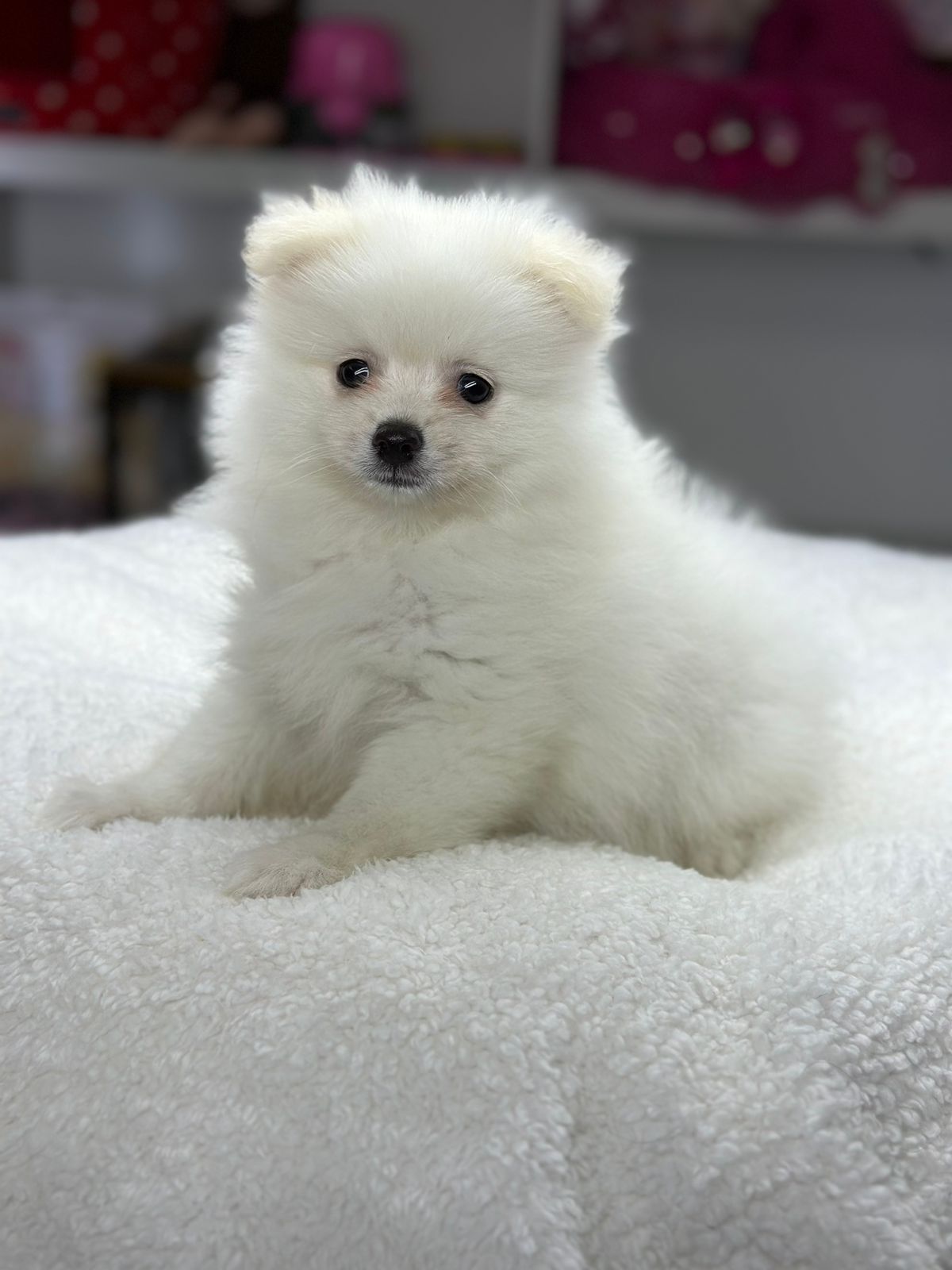 Filhotes – Spitz Alemão – Filhotes da Serra