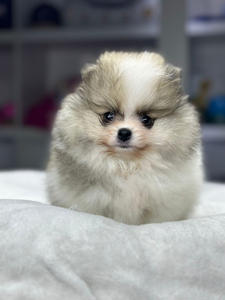 Filhotes – Spitz Alemão – Filhotes da Serra