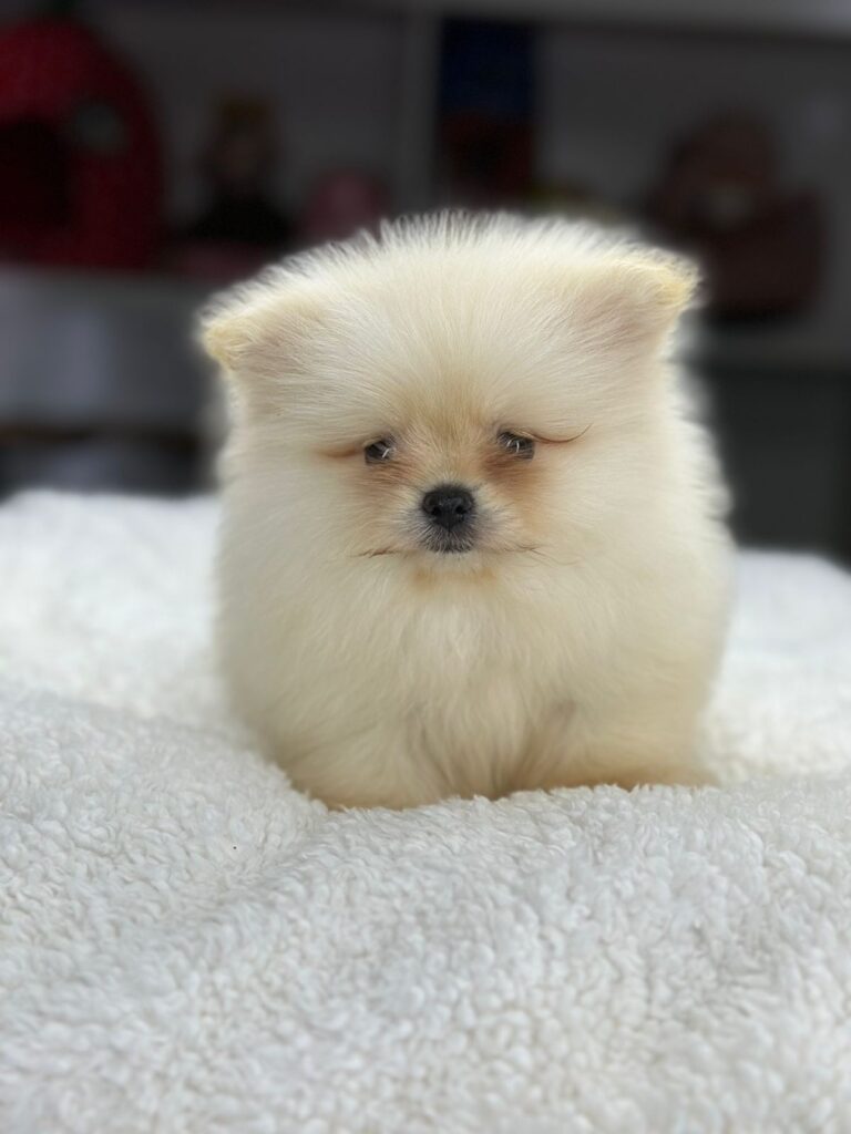 Filhotes – Spitz Alemão – Filhotes da Serra