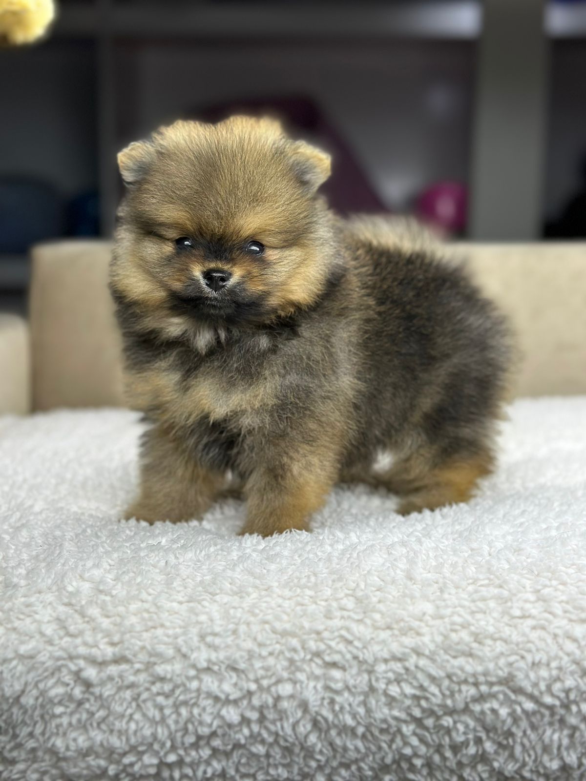 Filhotes – Spitz Alemão – Filhotes da Serra