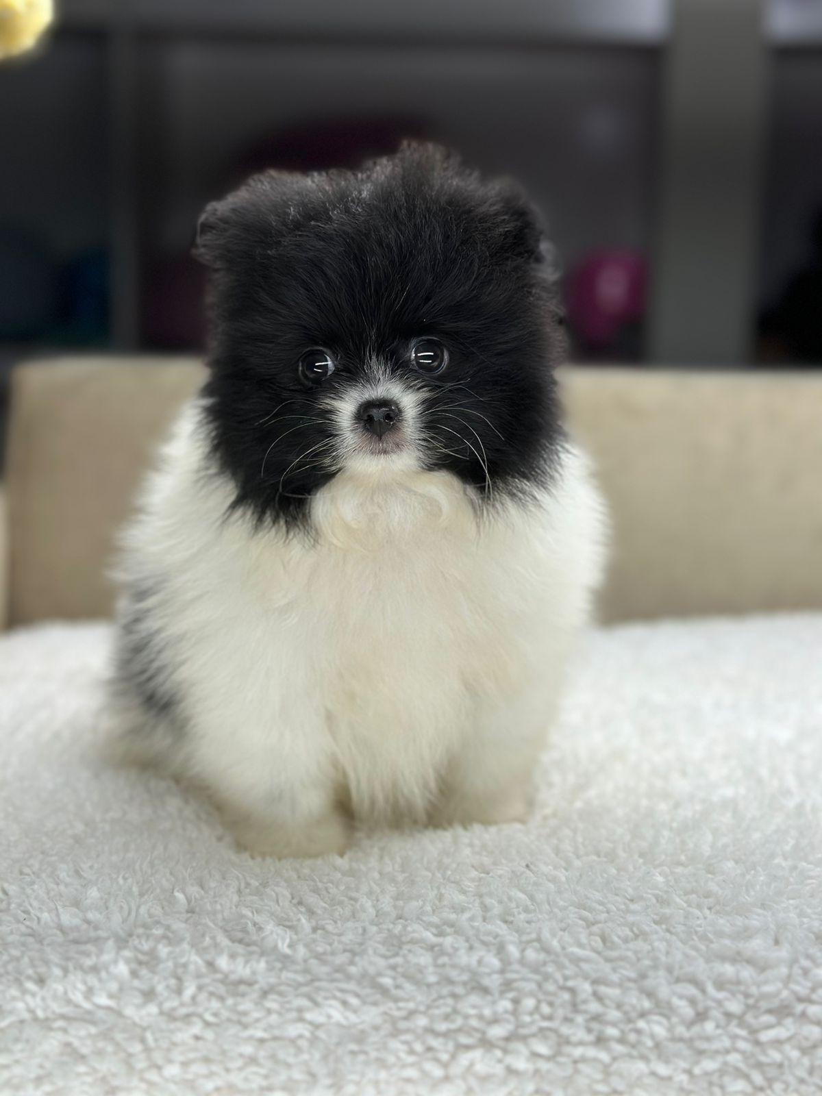 Filhotes – Spitz Alemão – Filhotes da Serra