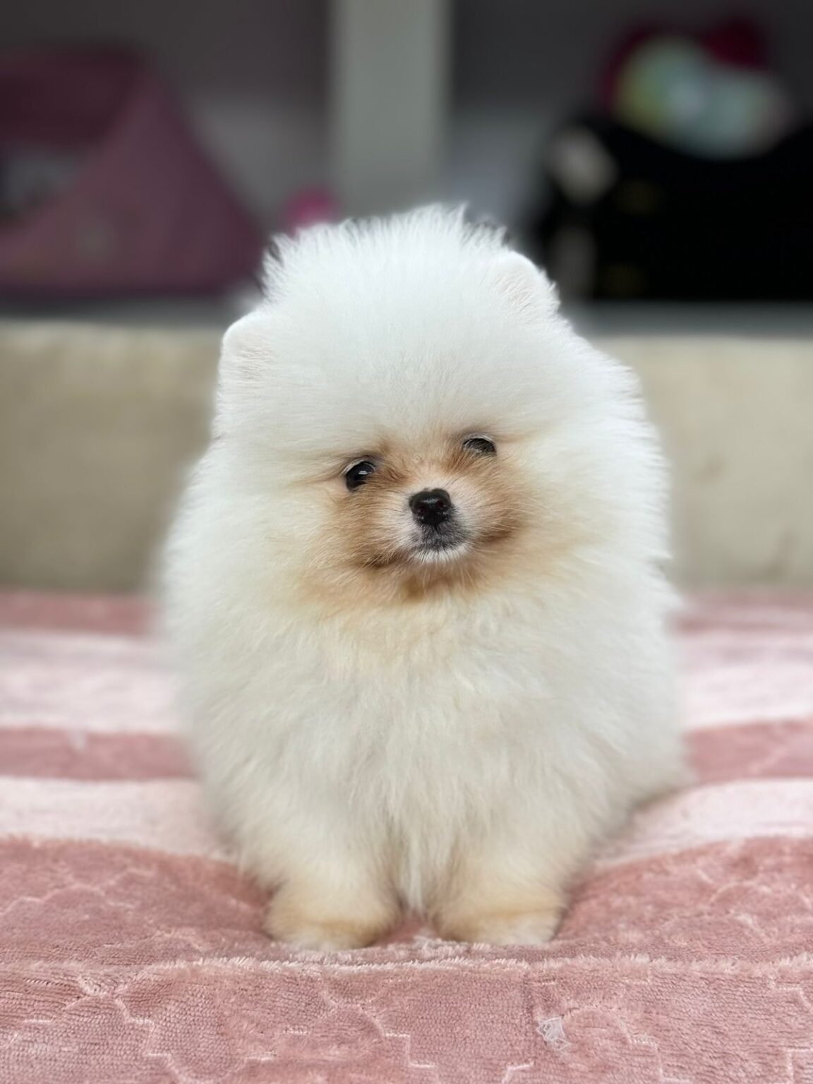 Filhotes – Spitz Alemão – Filhotes da Serra