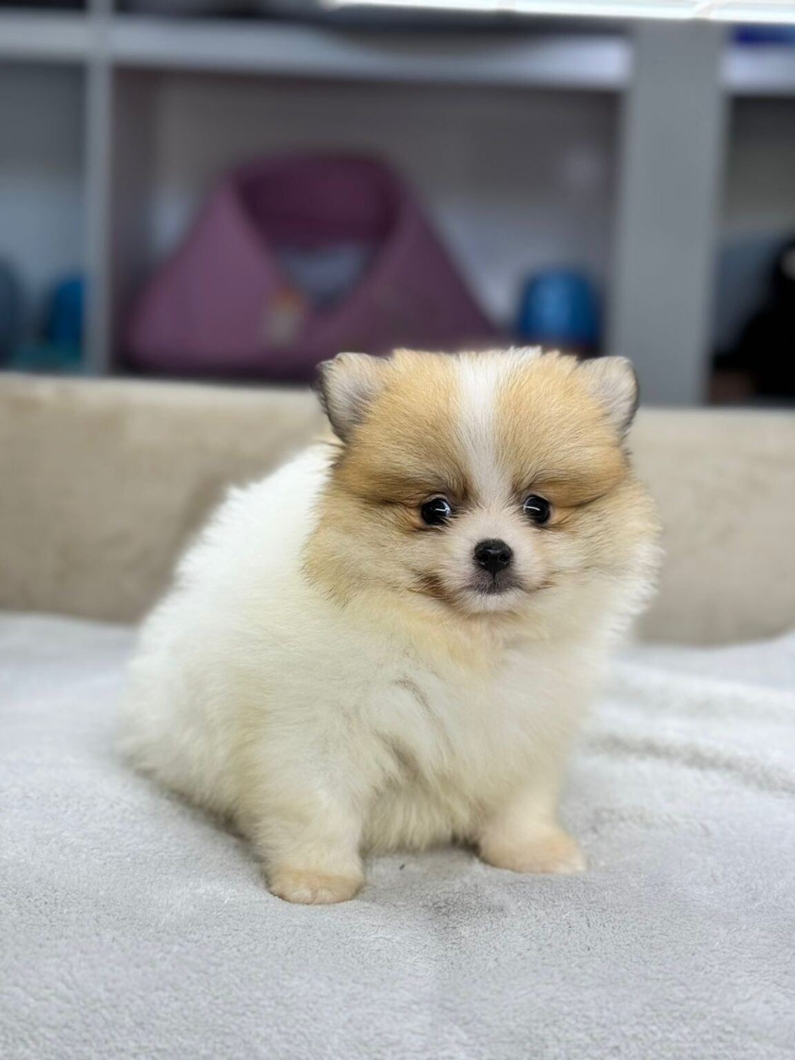 Filhotes – Spitz Alemão – Filhotes da Serra