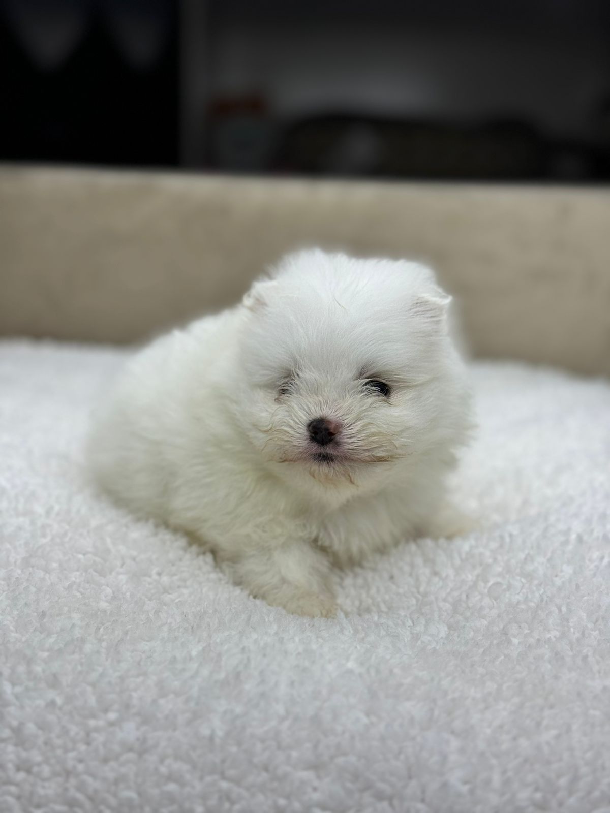 Filhotes – Spitz Alemão – Filhotes da Serra