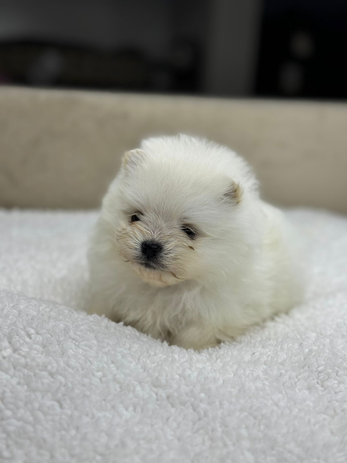 Filhotes – Spitz Alemão – Filhotes da Serra