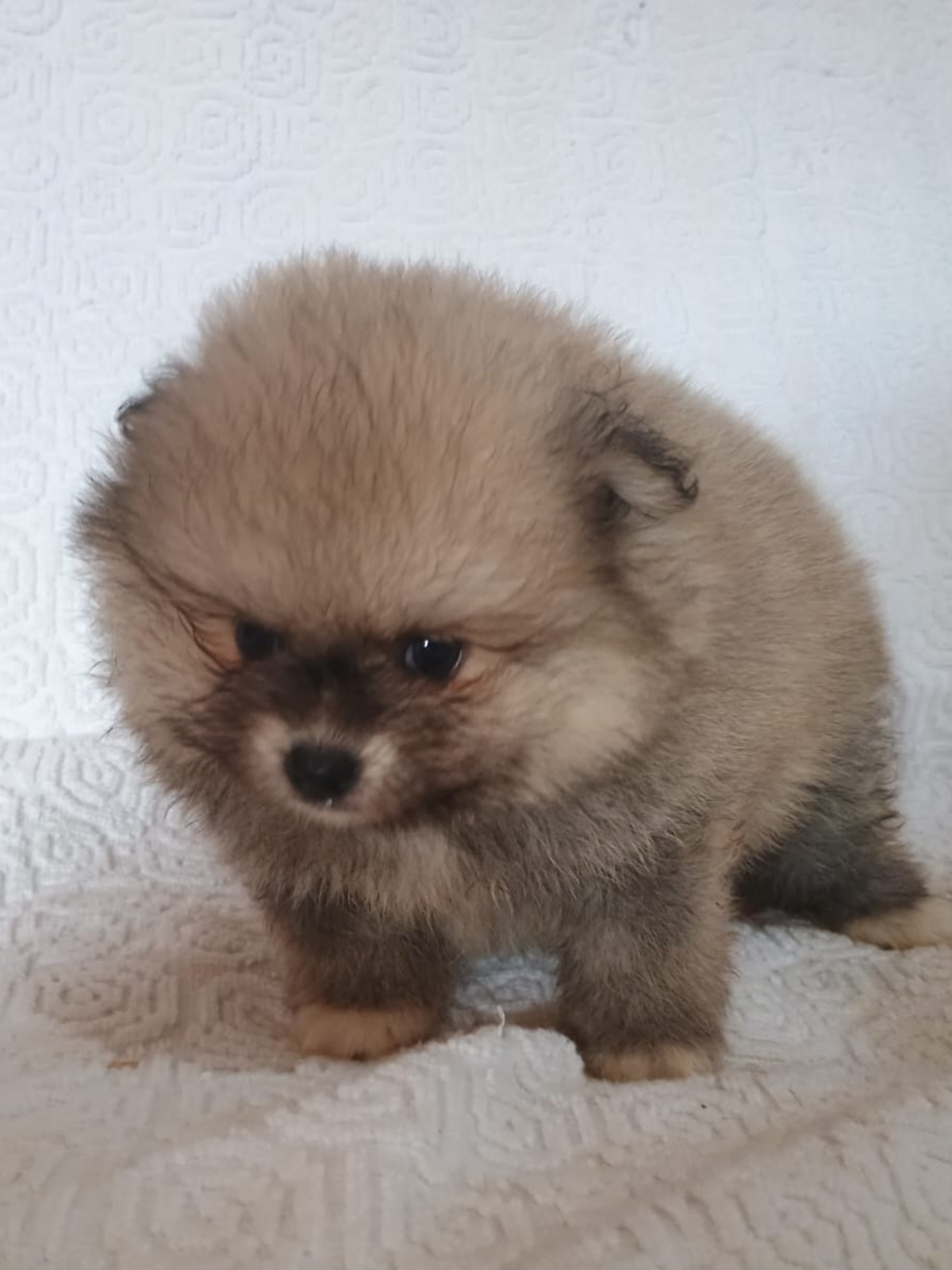 Filhotes – Spitz Alemão – Filhotes da Serra