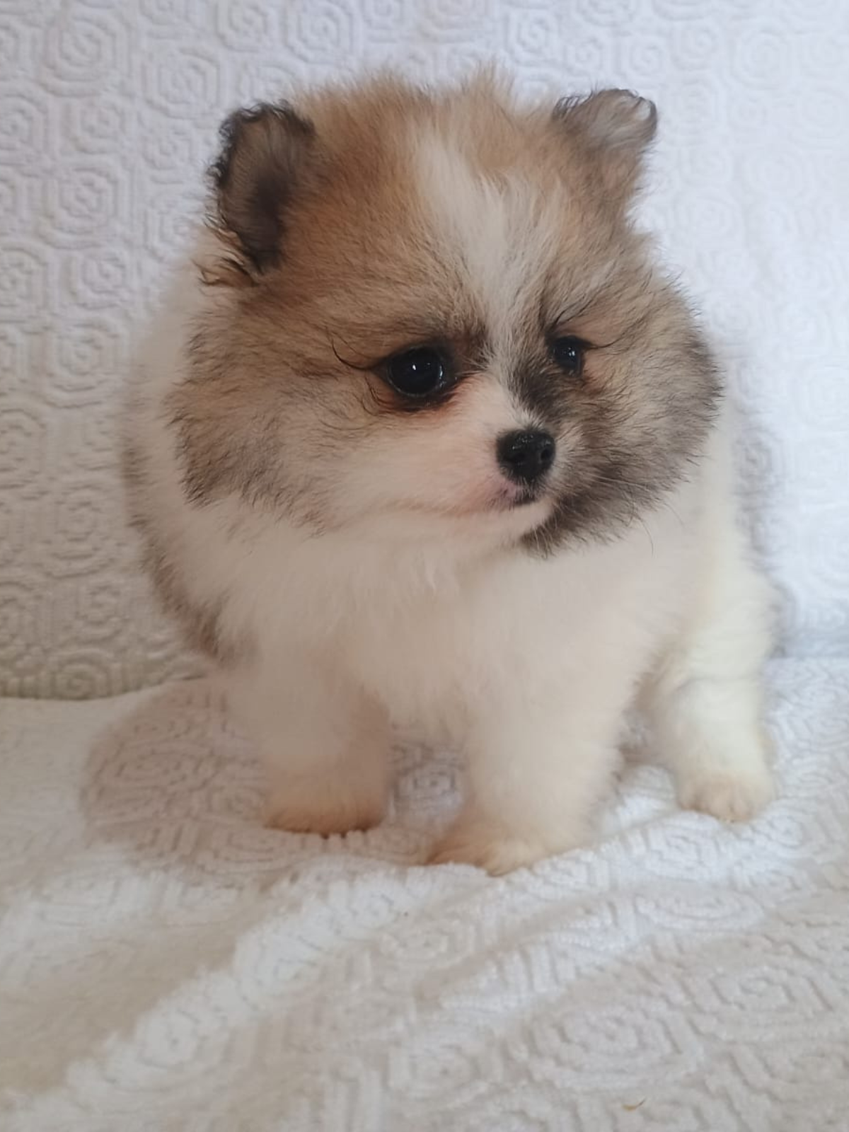 Filhotes – Spitz Alemão – Filhotes da Serra