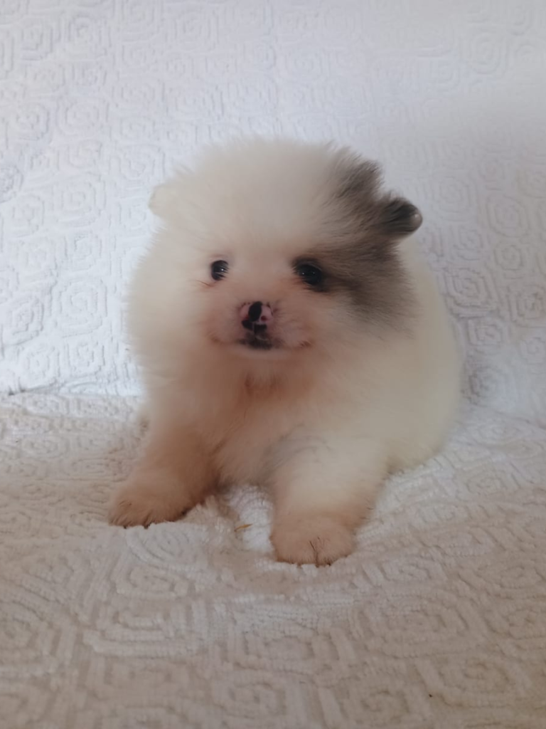 Filhotes – Spitz Alemão – Filhotes da Serra