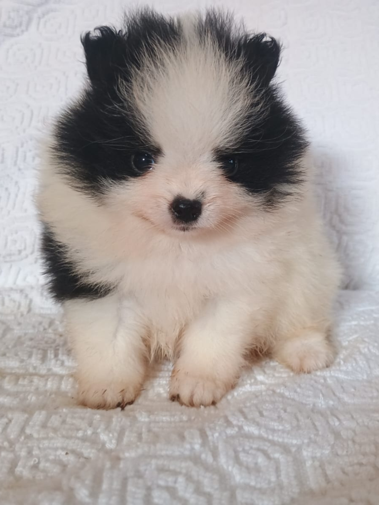 Filhotes – Spitz Alemão – Filhotes da Serra