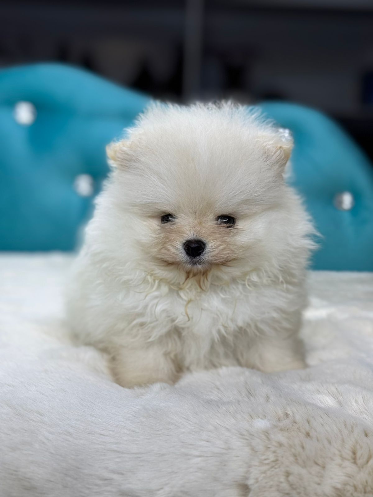 Filhotes – Spitz Alemão – Filhotes da Serra